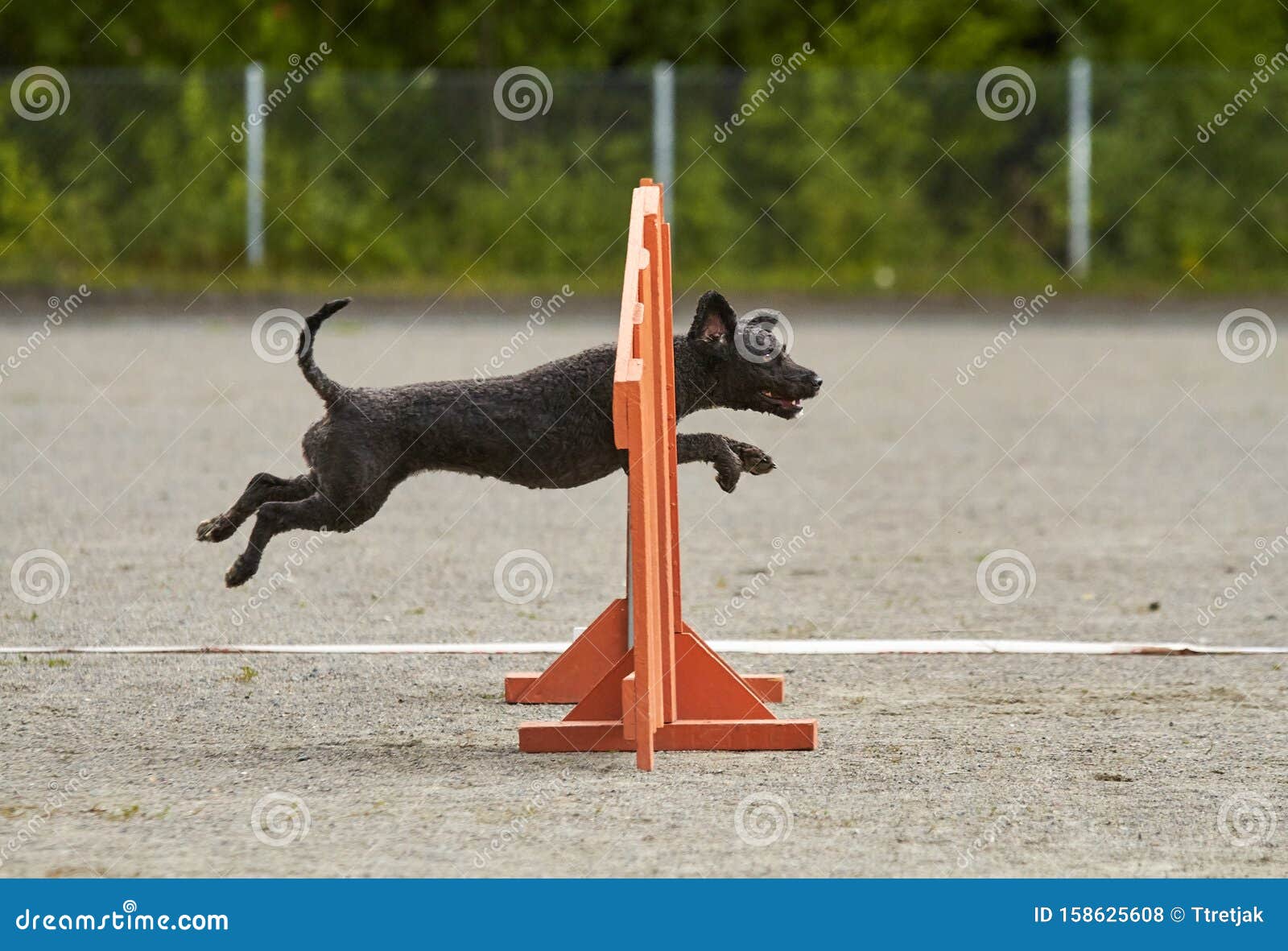 Black Dog Jumping on an Agility Training Track. Stock Photo - Image of ...