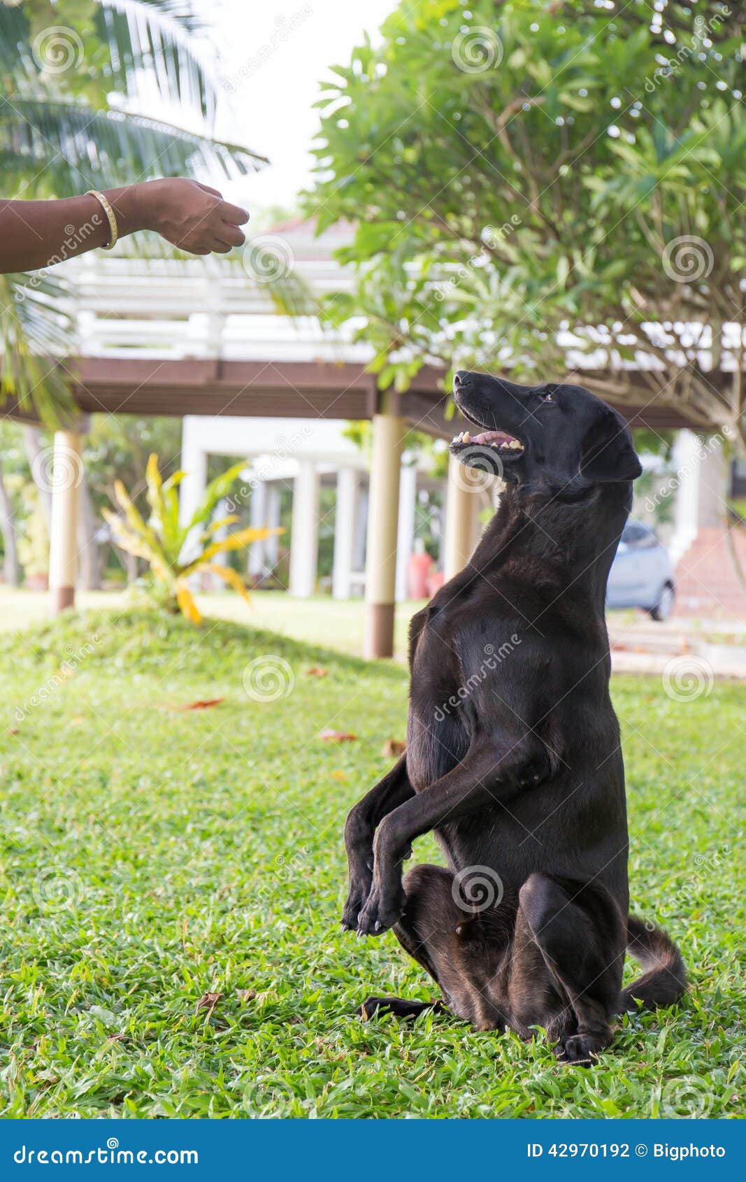 Black Dog Labrador Outdoor Training Process Stock Photo - Image of ...