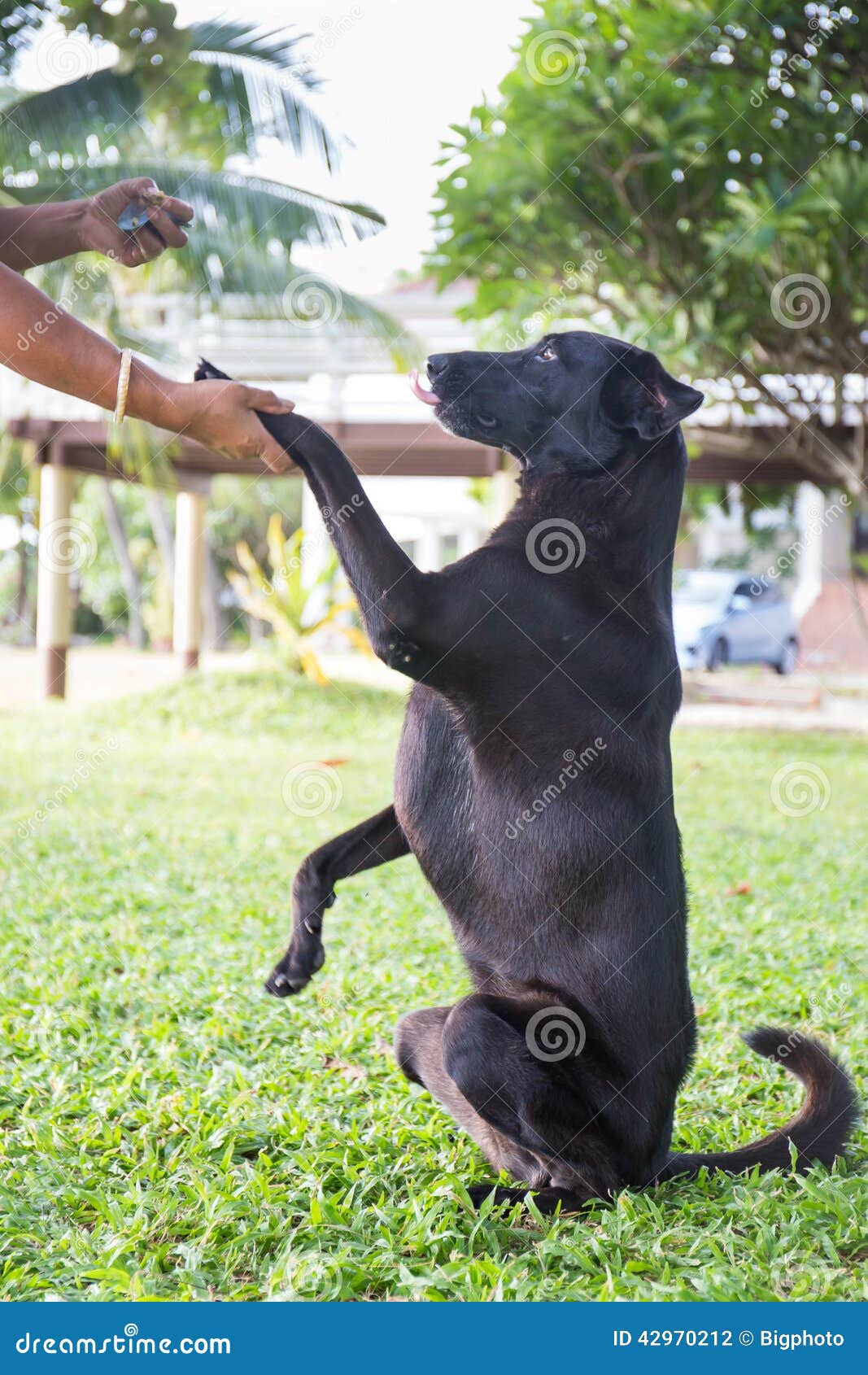 How To Train A Black Labrador