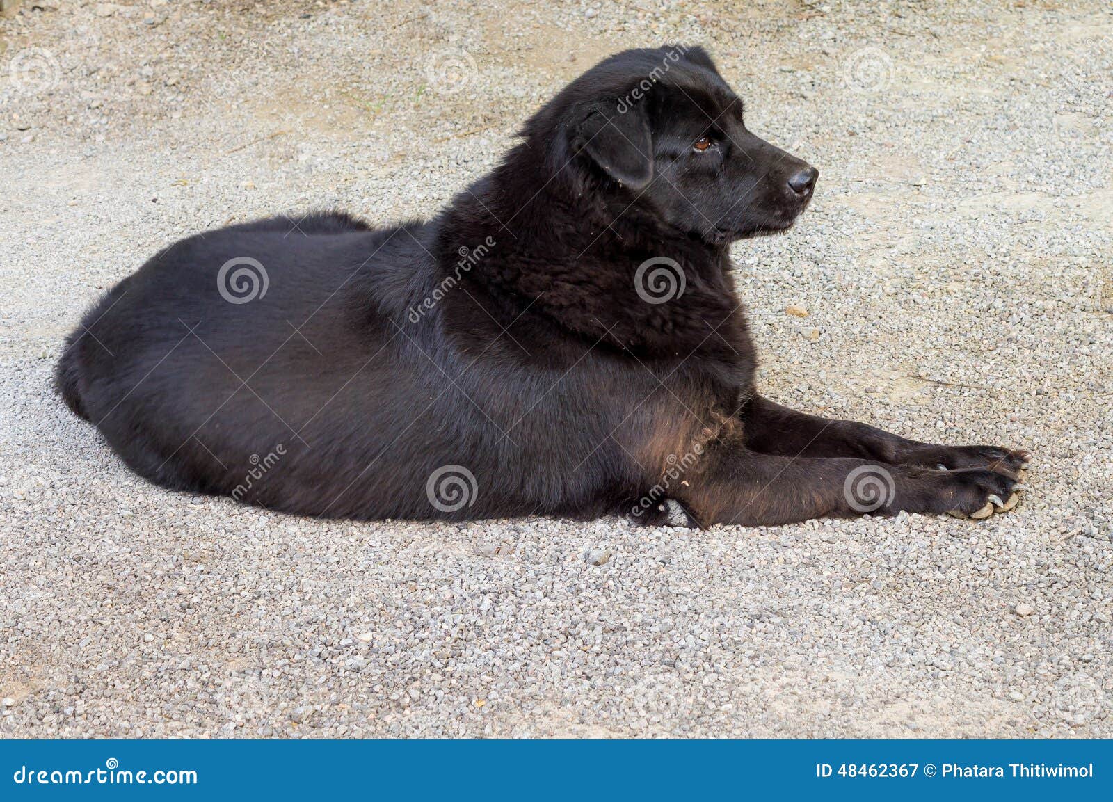 Black dog lay down stock image. Image of sleep, floor - 48462367