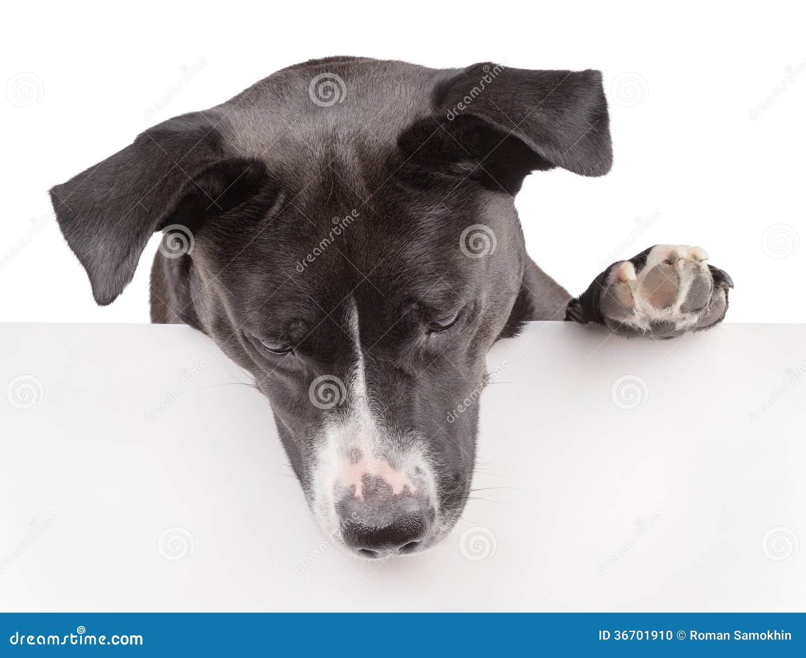 Black dog looking down stock photo. Image of copyspace - 36701910
