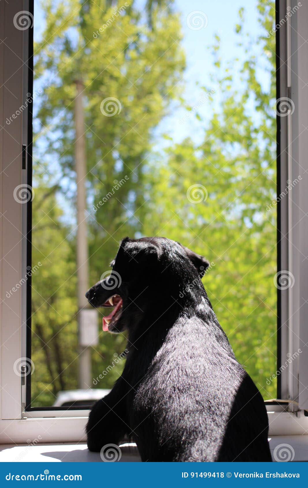 Black Dog Looking Out the Window Stock Photo - Image of residential ...