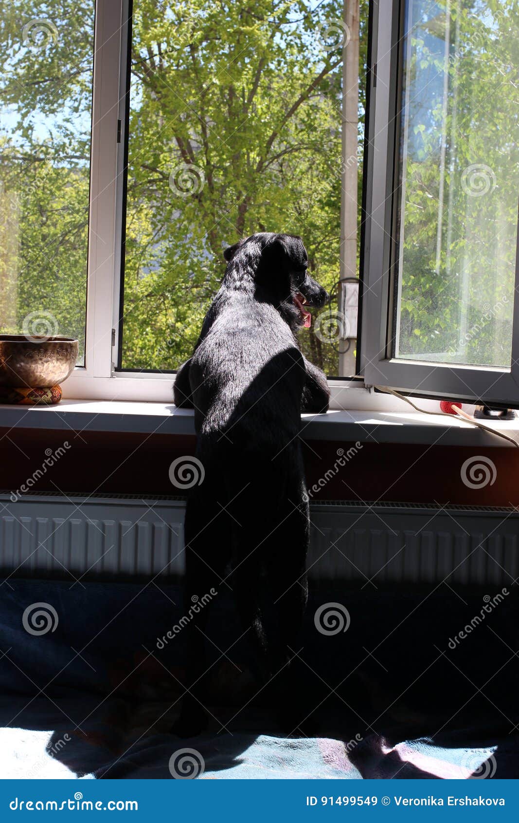 Black Dog Looking Out the Window Stock Image - Image of residential ...