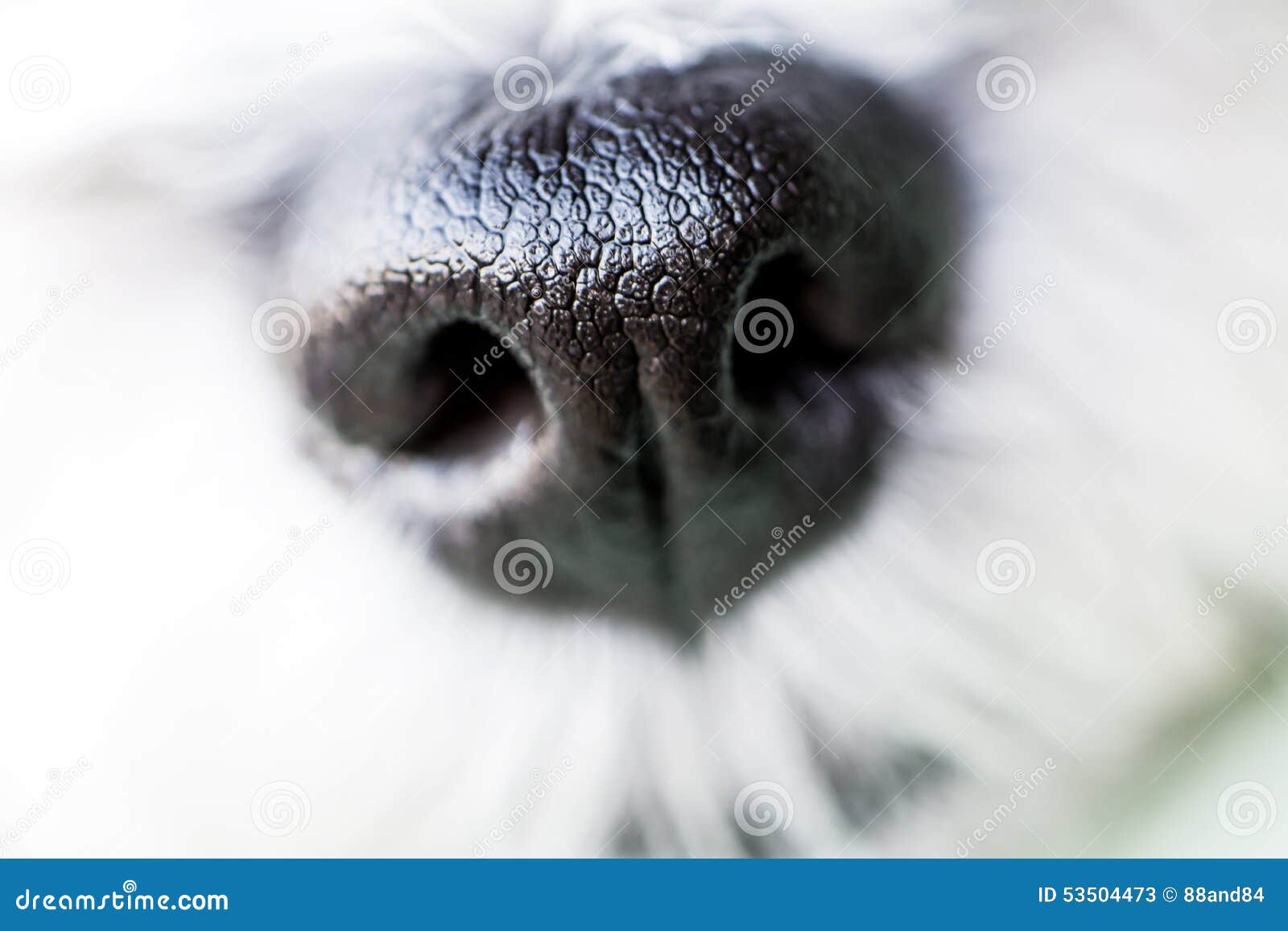Black dog nose -macro stock image. Image of golden, cute - 53504473