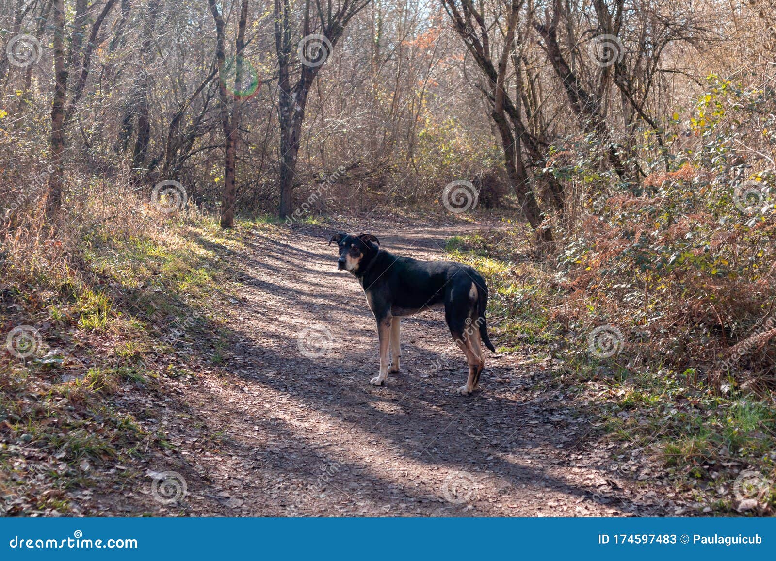 Black Dog in the Path among the Trees in the Forest Stock Image - Image ...