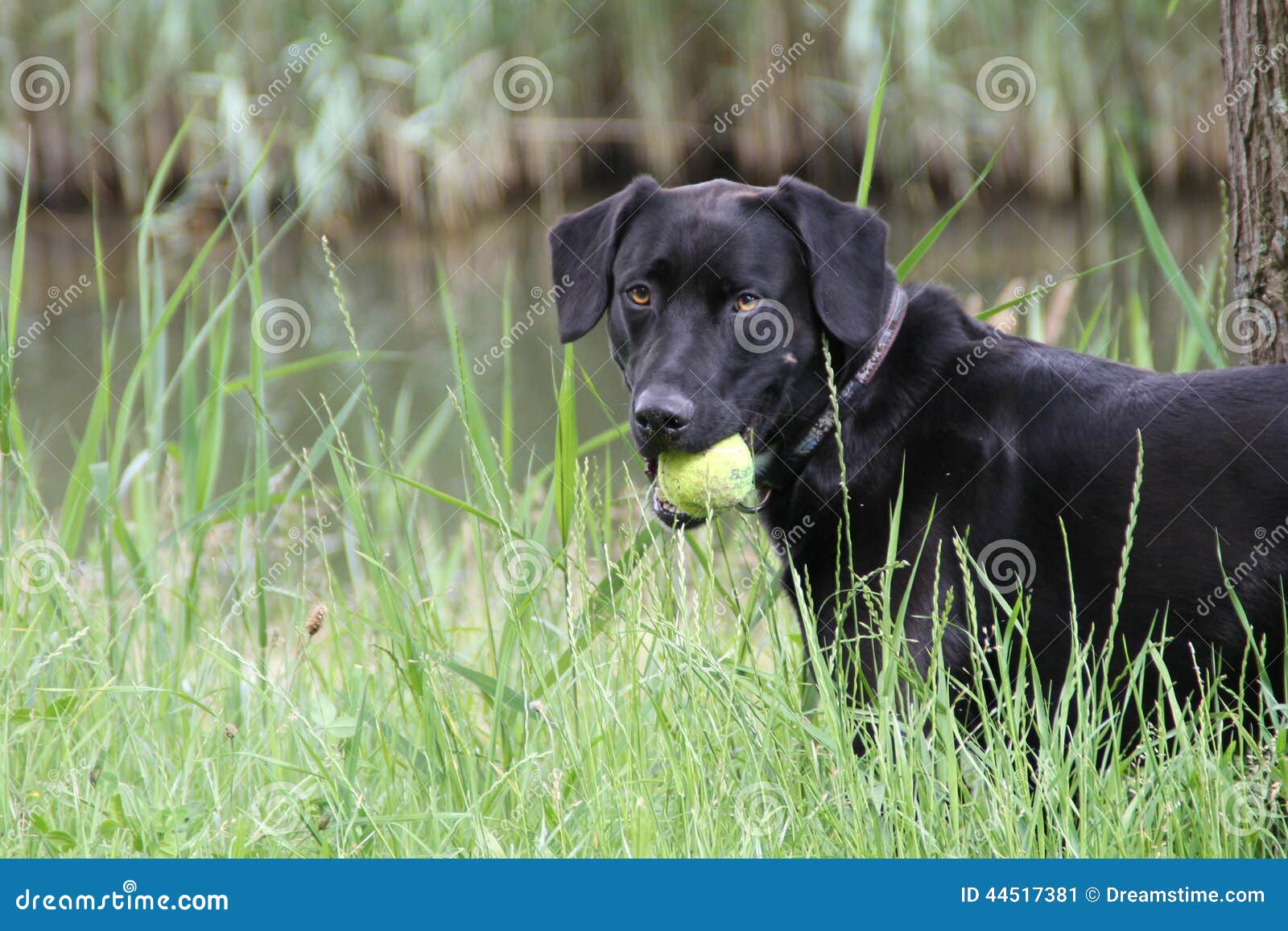 A Black Dog Playing with a Ball Stock Image - Image of beautiful, door ...