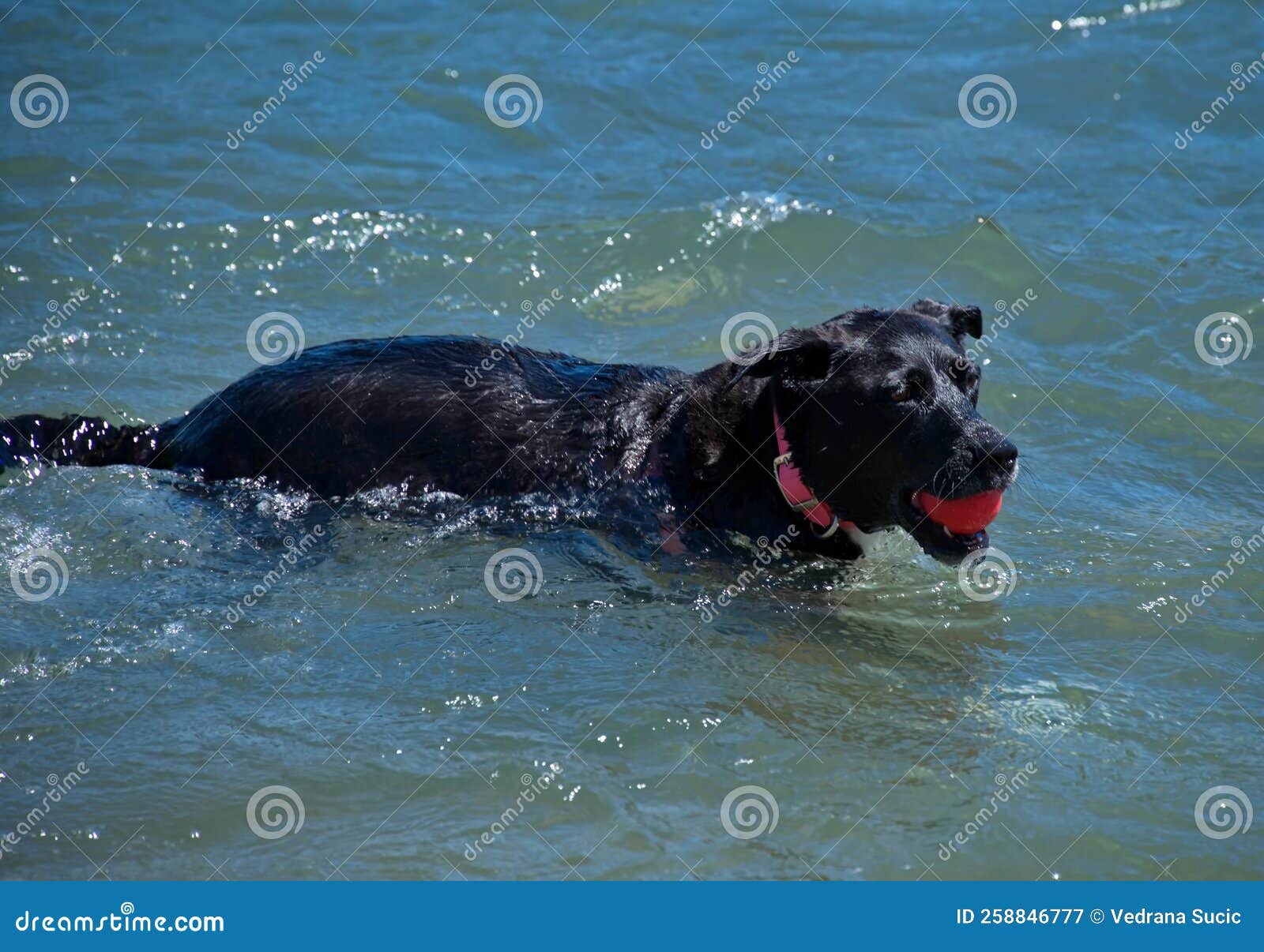 Black Dog Playing with a Ball Stock Image - Image of motion, outdoor ...