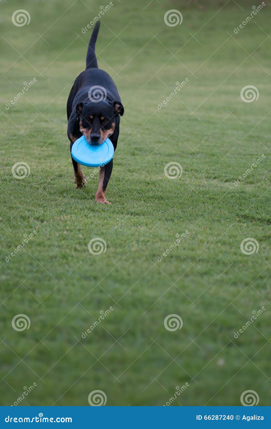 Black Dog Playing with Blue Frisbee Disc Stock Photo - Image of brown ...