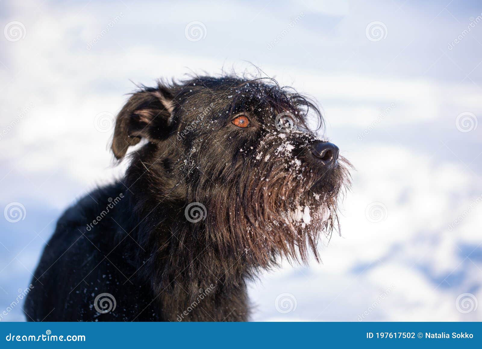 Black Dog after Playing in Snow Stock Photo - Image of portrait ...