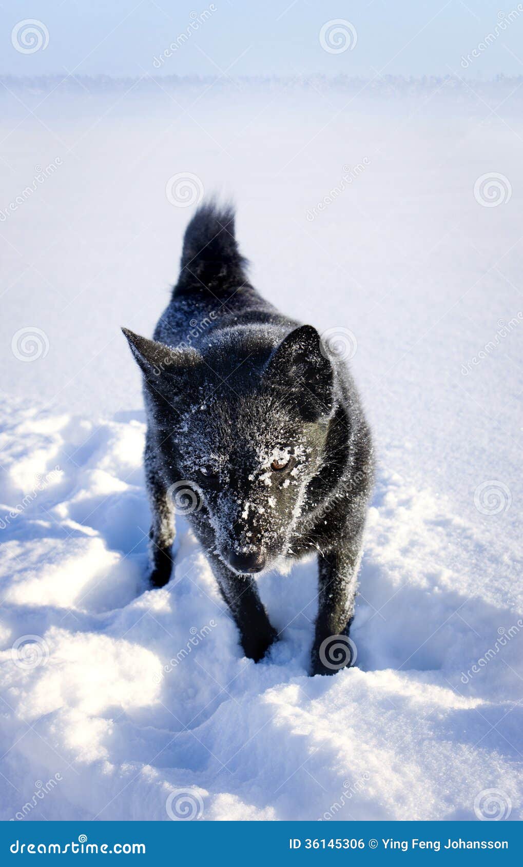 Black dog playing in snow stock photo. Image of playing - 36145306
