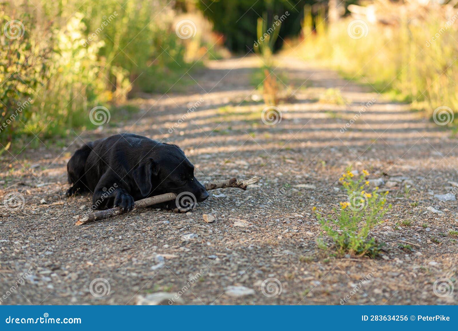 Black Dog Playing with a Stick in the Park. Selective Focus Stock Photo ...