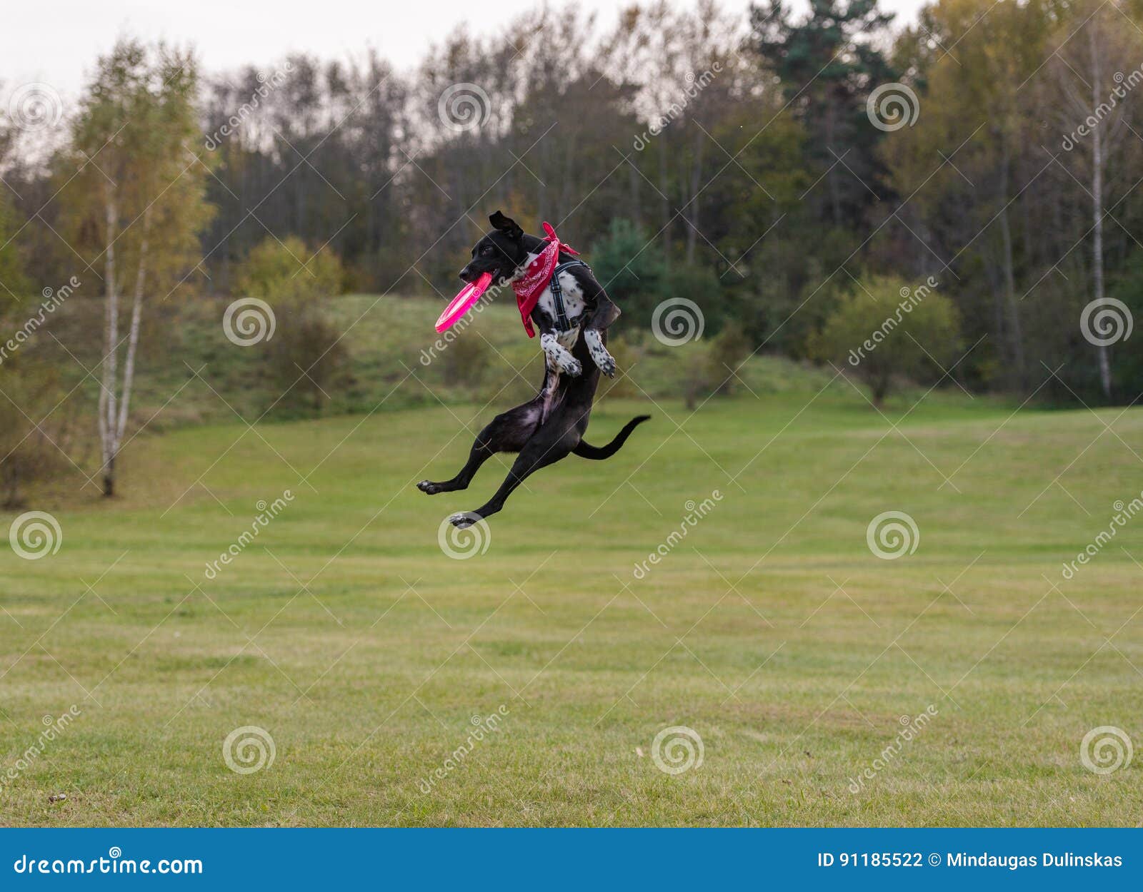 Black Dog is Playing. Try To Catch a Toy. Stock Photo - Image of ...