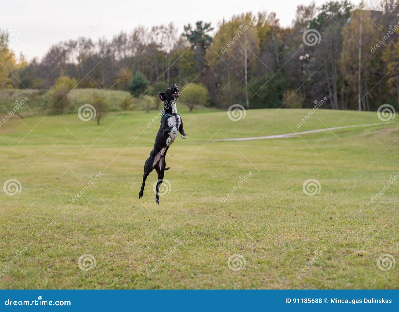 Black Dog is Playing. Try To Catch a Toy. Stock Photo - Image of ...