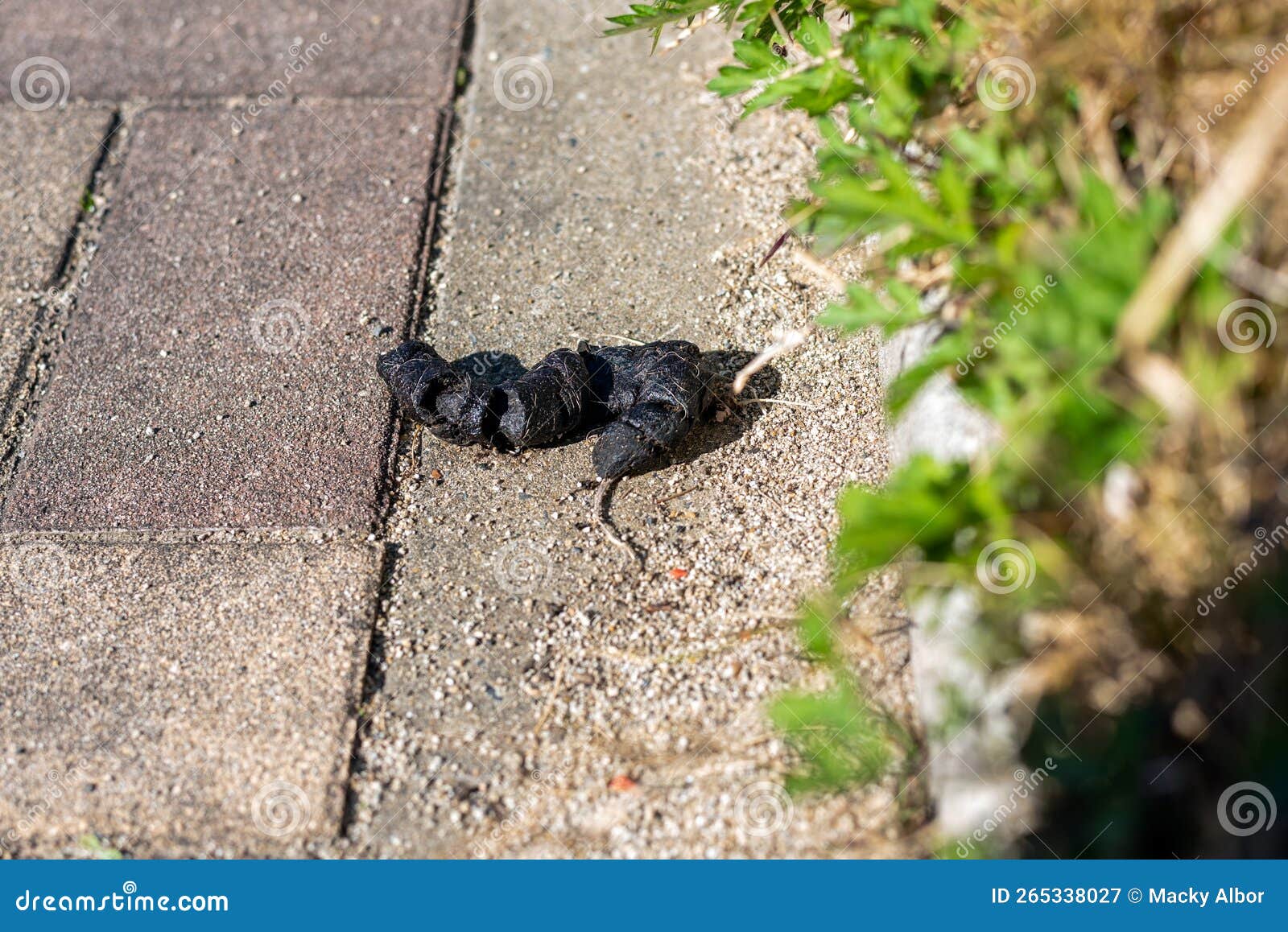 A Black Dog Poop on a Concrete Side Walk or Pavement Stock Image ...
