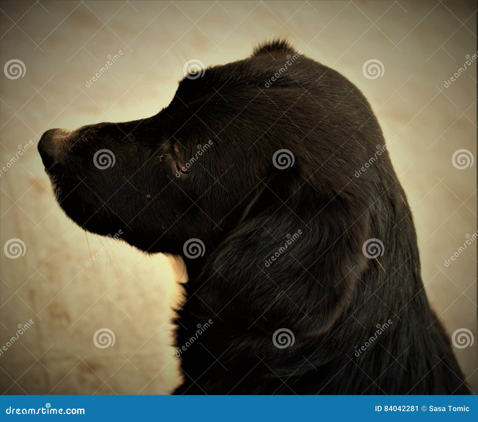 Black dog stock image. Image of wild, brown, gorgeous - 84042281