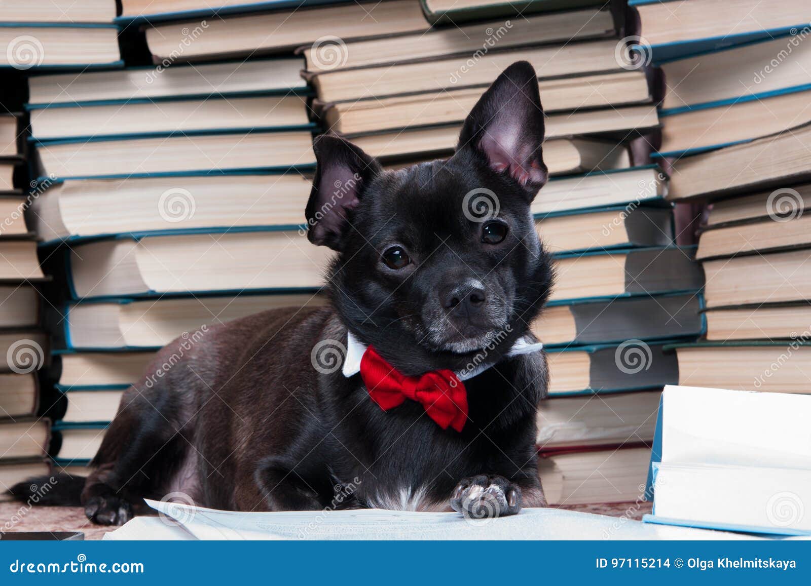 Black dog reading book stock photo. Image of funny, animal - 97115214