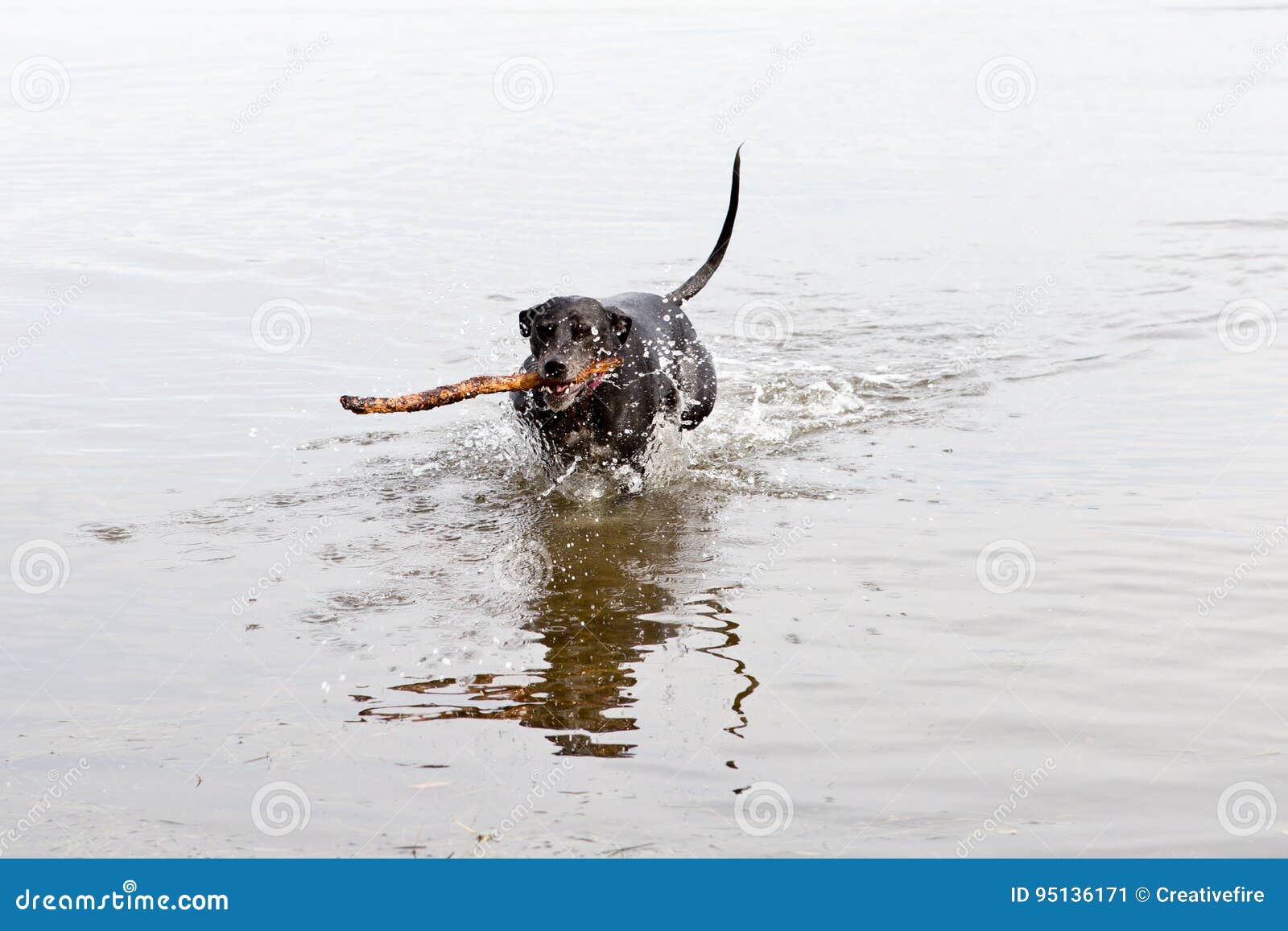 Black Dog Retrieving Stick in Water Stock Image - Image of running ...