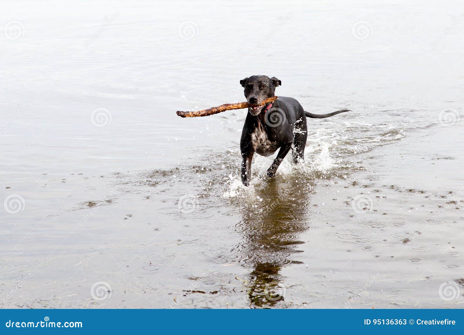 Black Dog Retrieving Stick in Water Stock Image - Image of domestic ...