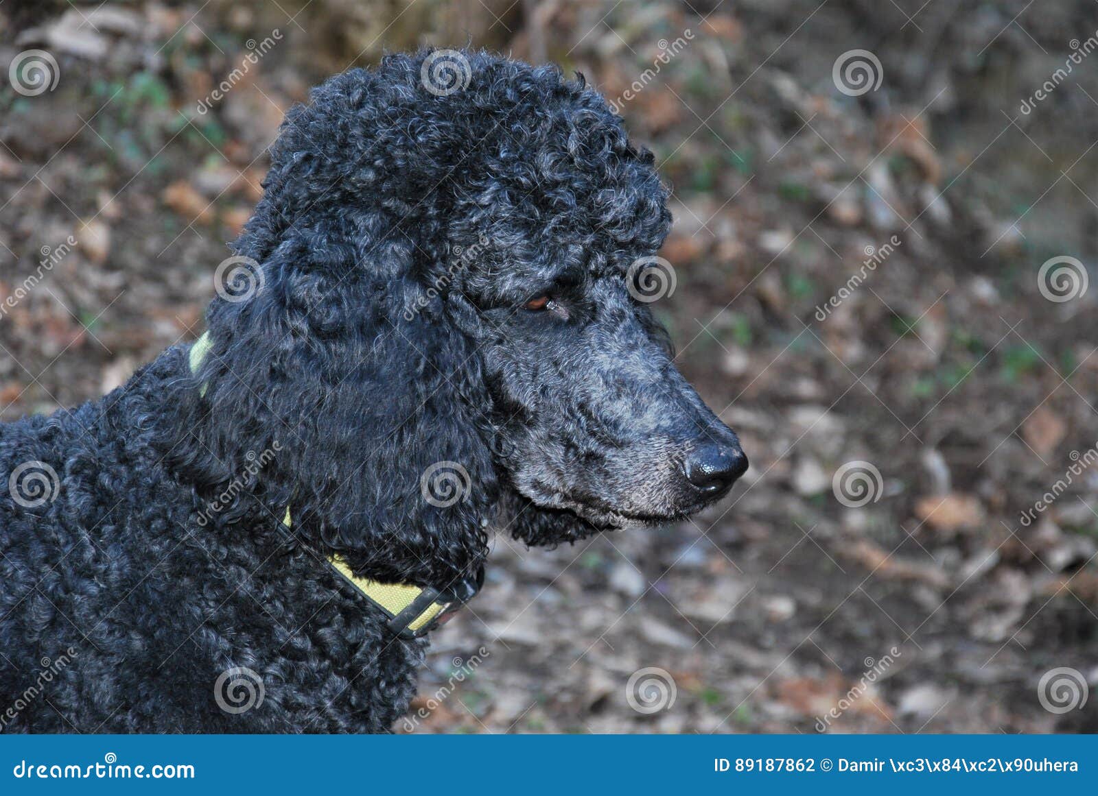 BLACK DOG: Royal poodle stock photo. Image of empty, black - 89187862