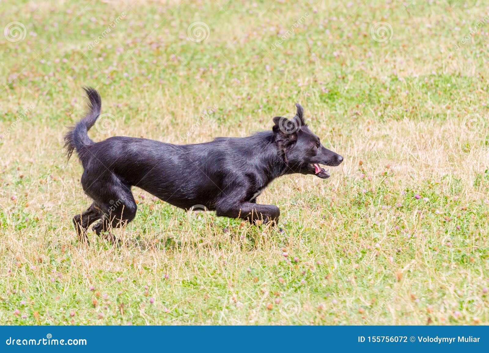 Black Dog Running Fast Across the Field_ Stock Photo - Image of canine ...