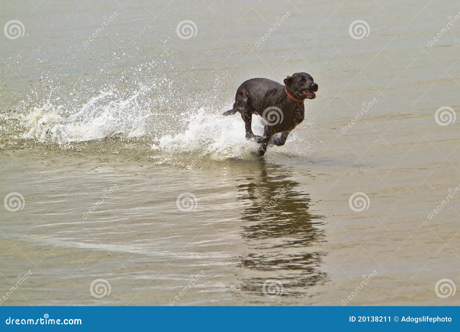 Black Dog Running Fast in Ocean Water Stock Image - Image of action ...