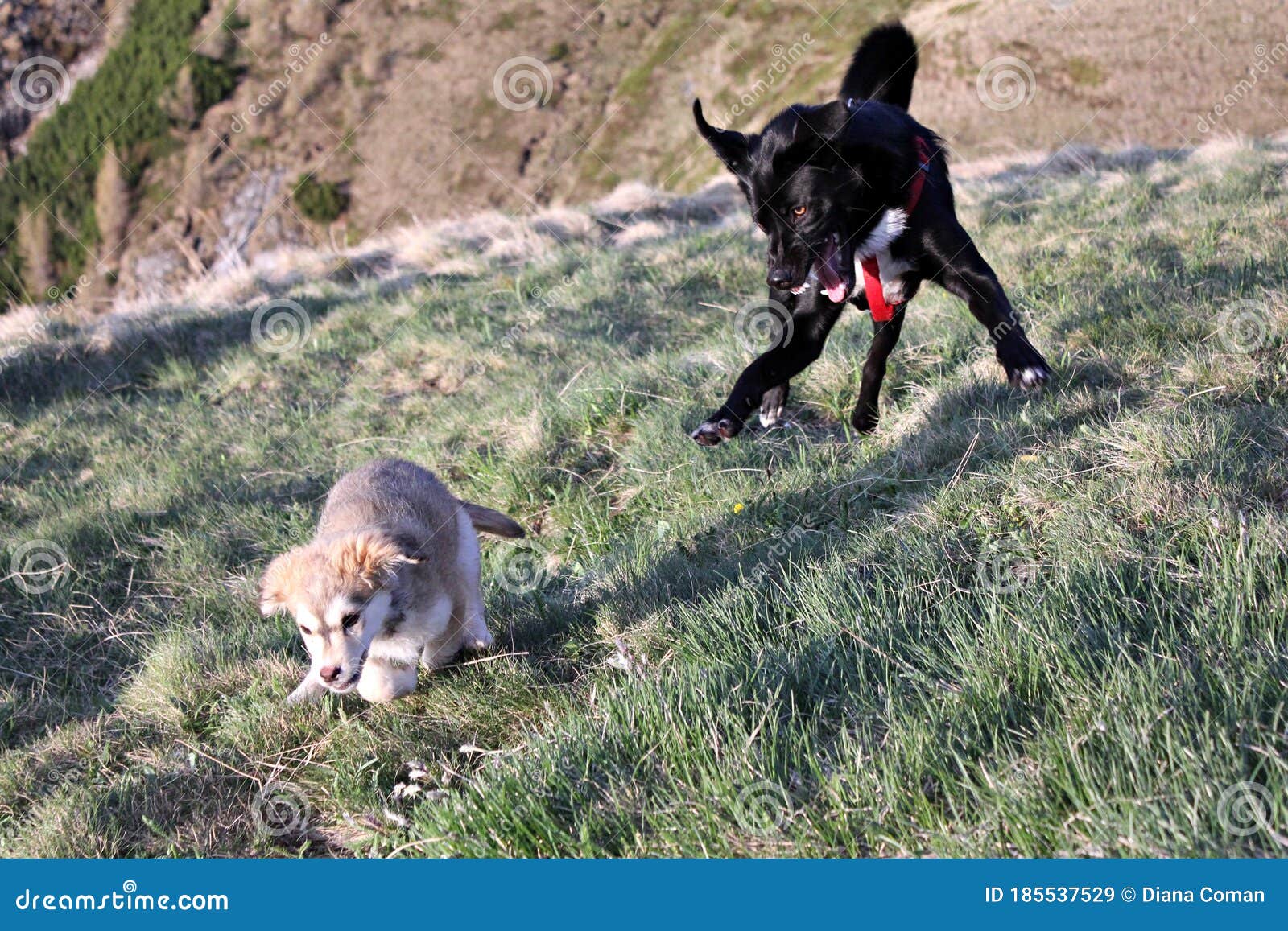 Black Dog Running after Scared Puppy Stock Image - Image of grass ...