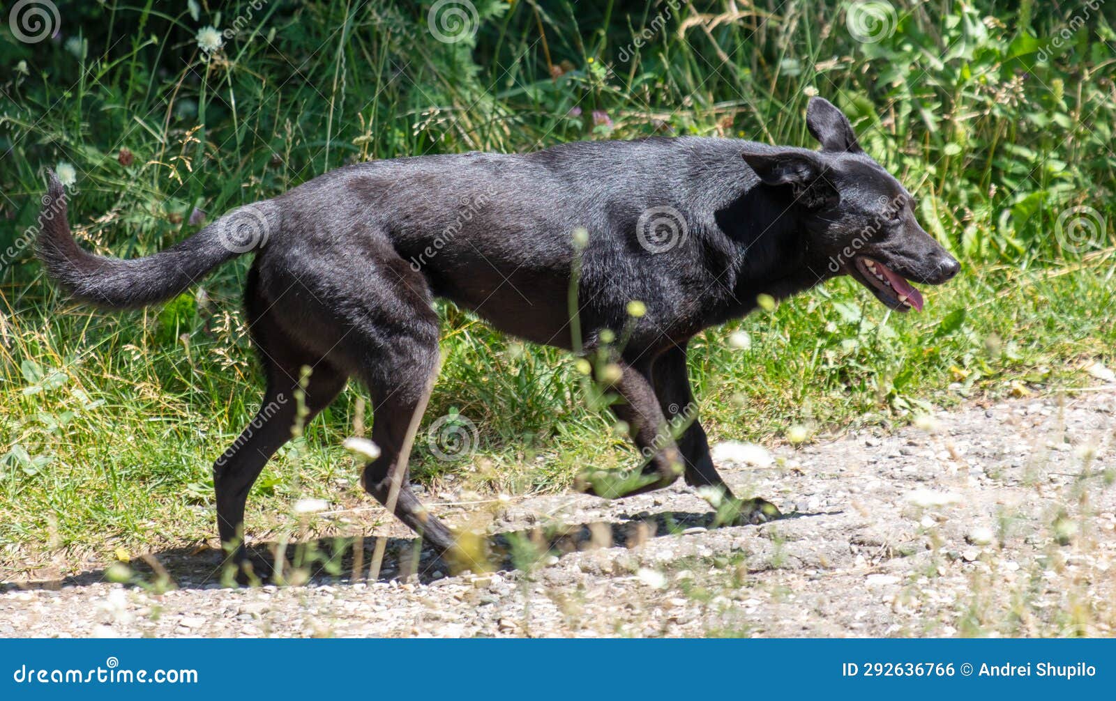 A black dog runs in nature stock photo. Image of outside - 292636766