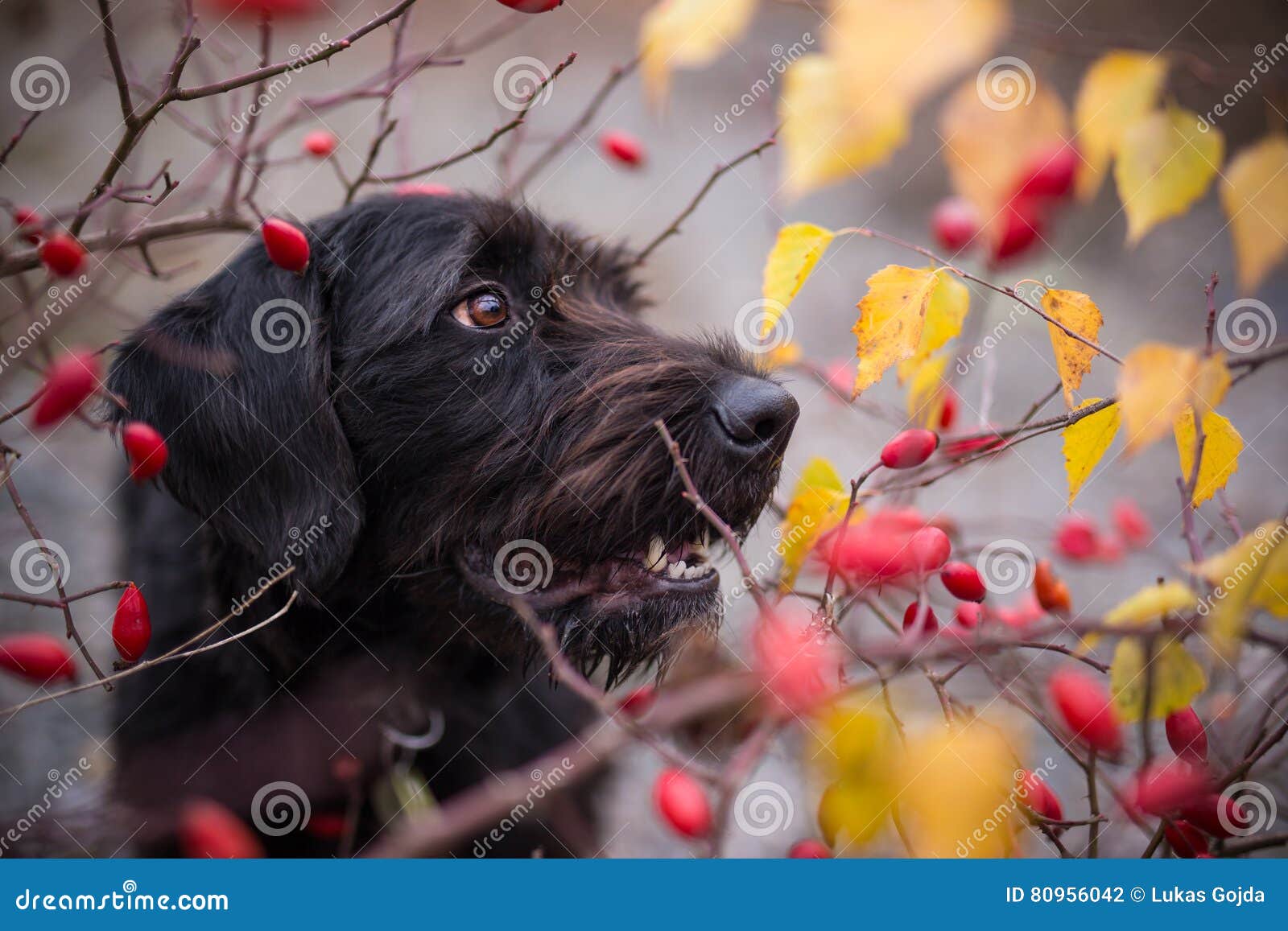 Black Dog Sitting in Autumn Forest Stock Photo - Image of homeless ...