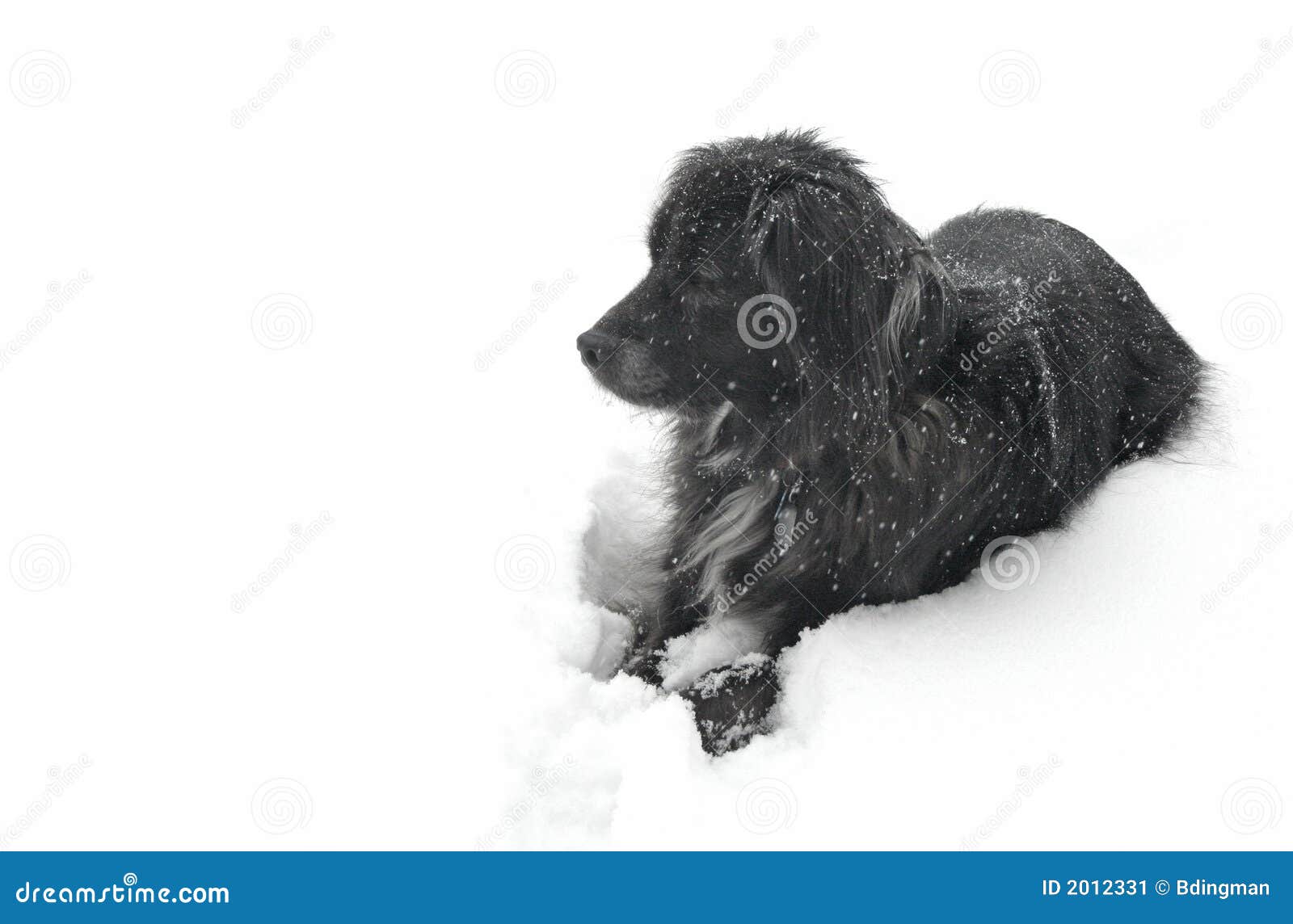 Black dog in the snow stock image. Image of lost, outside - 2012331