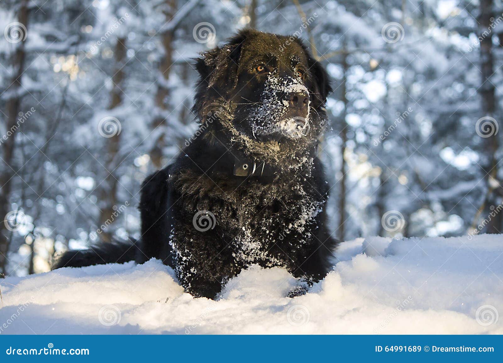 Black dog stock image. Image of winter, forest, snow - 64991689