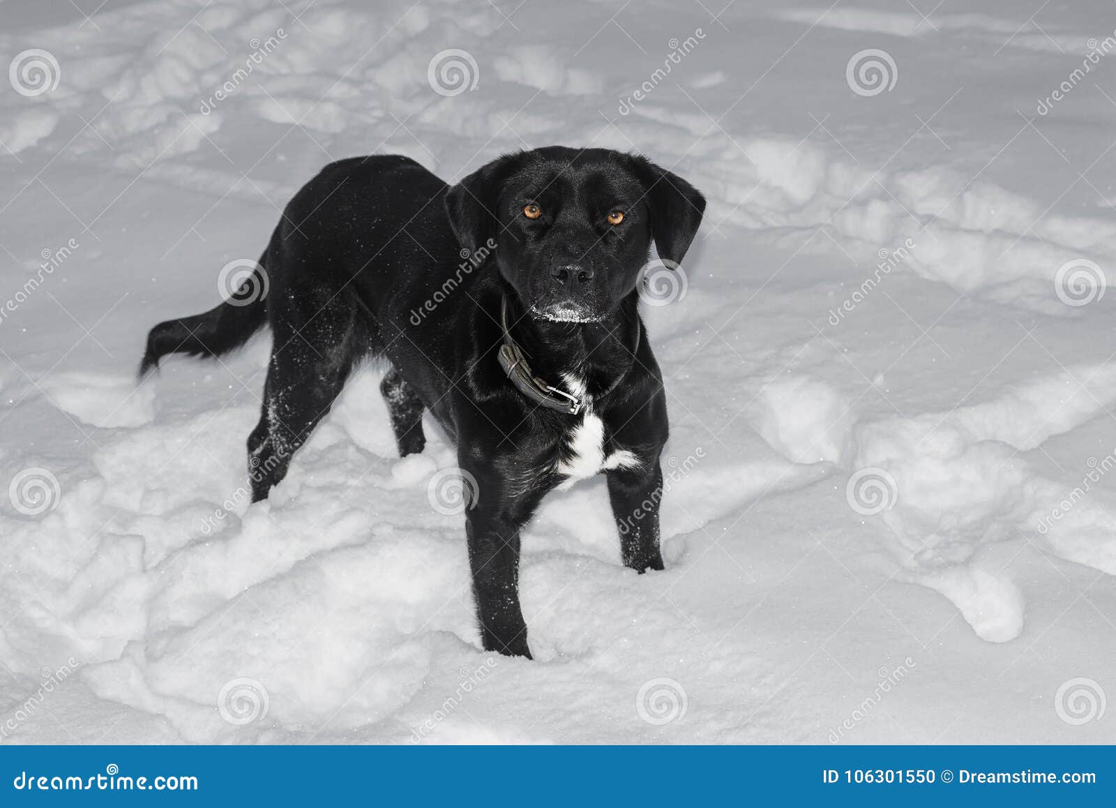 Black dog in the snow stock photo. Image of childrens - 106301550