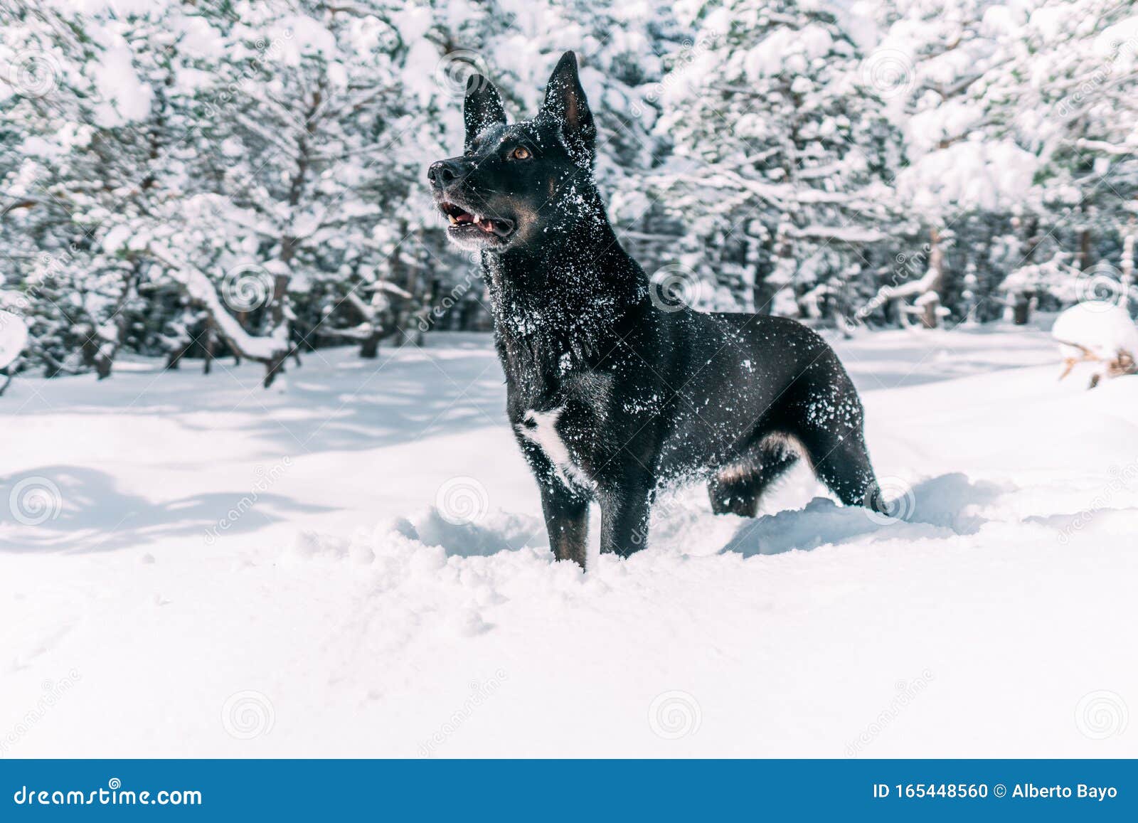 Black dog in the snow stock photo. Image of crisp, cute - 165448560