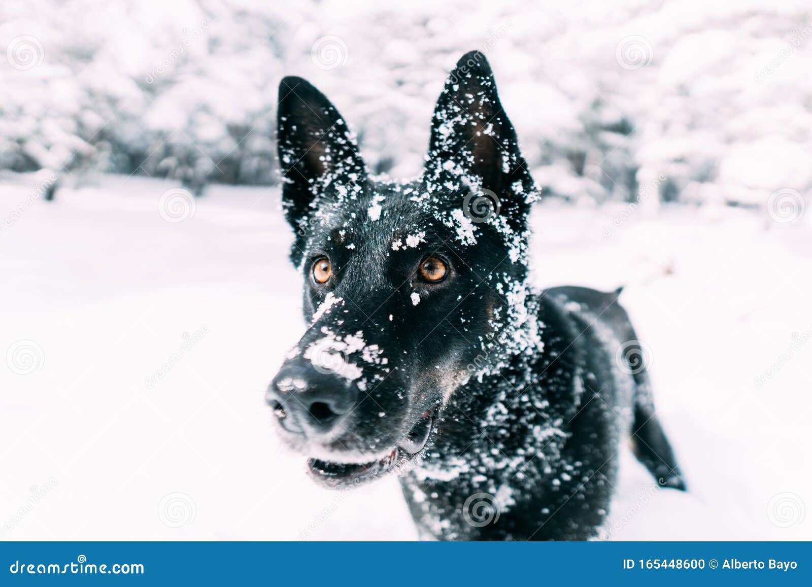 Black dog in the snow stock photo. Image of outside - 165448600