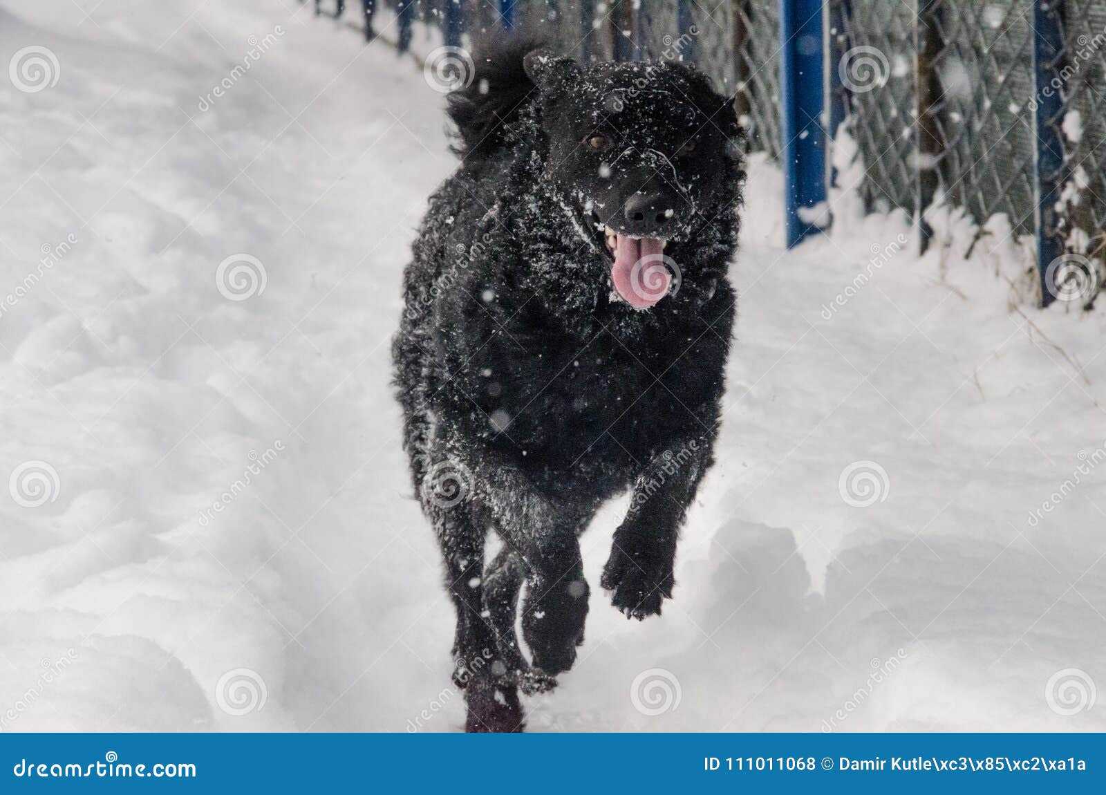 A black dog in the snow stock photo. Image of croatian - 111011068