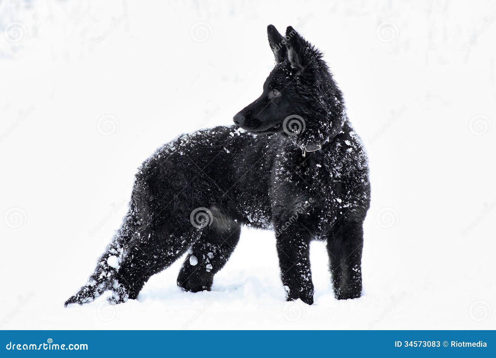 Black Dog in the Snow stock image. Image of german, nature - 34573083