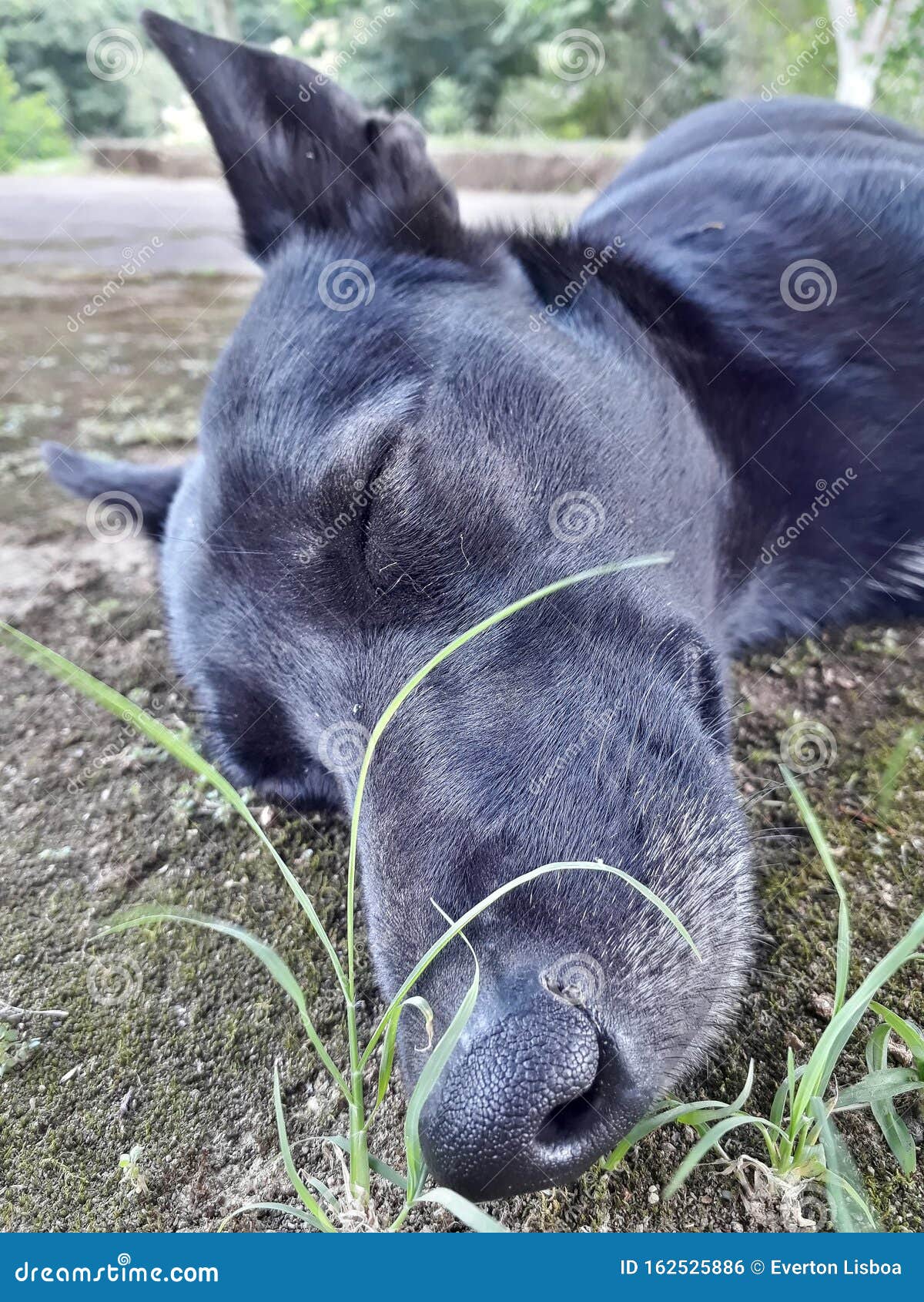 Black dog taking a nap stock photo. Image of taking - 162525886
