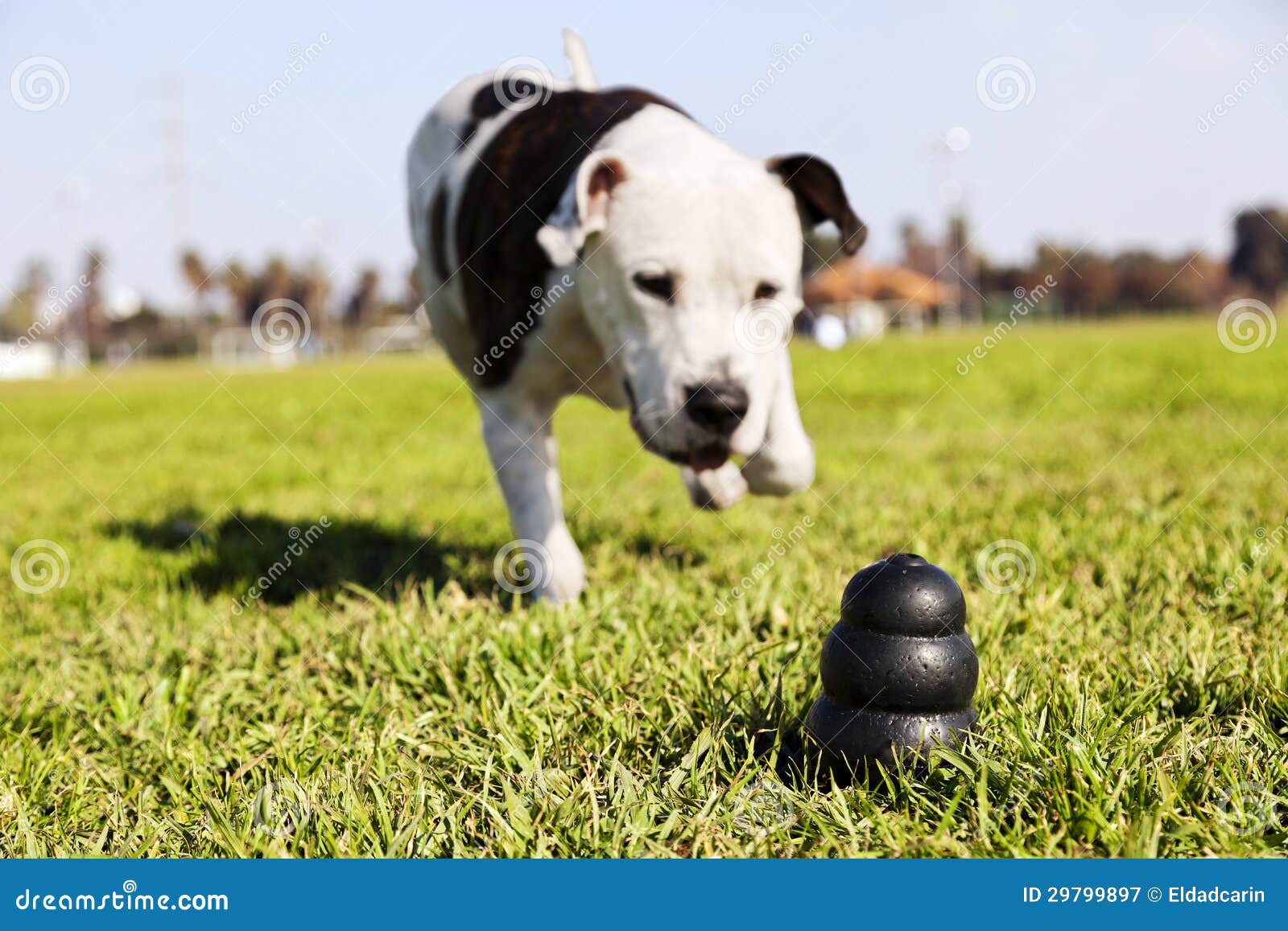 Running To Dog Toy on Park Grass Stock Image - Image of foreground ...