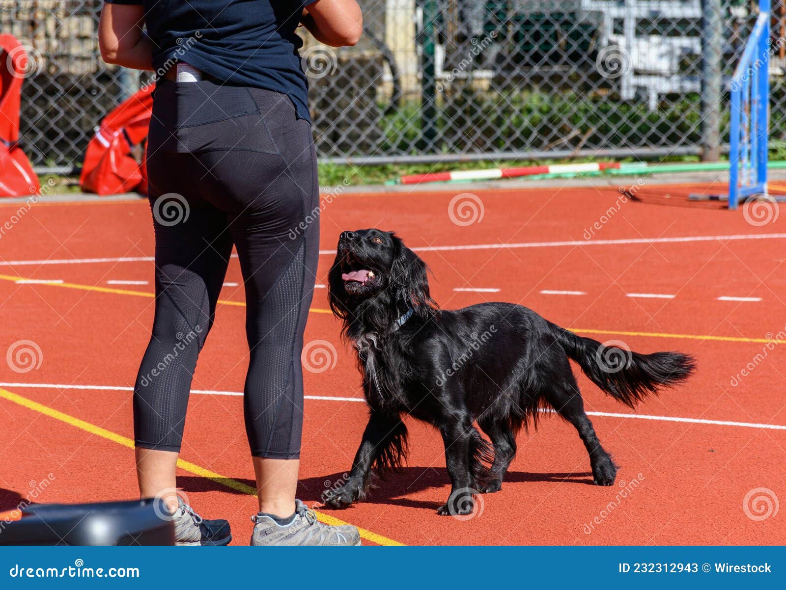Black Dog and Trainer on Agility Course Stock Image - Image of canine ...
