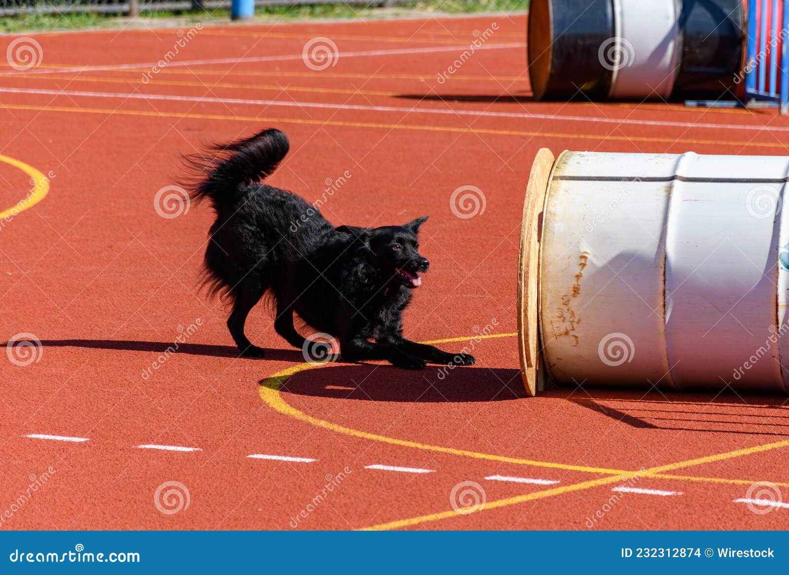 Black Dog Training for Search and Rescue Operations Stock Photo - Image ...