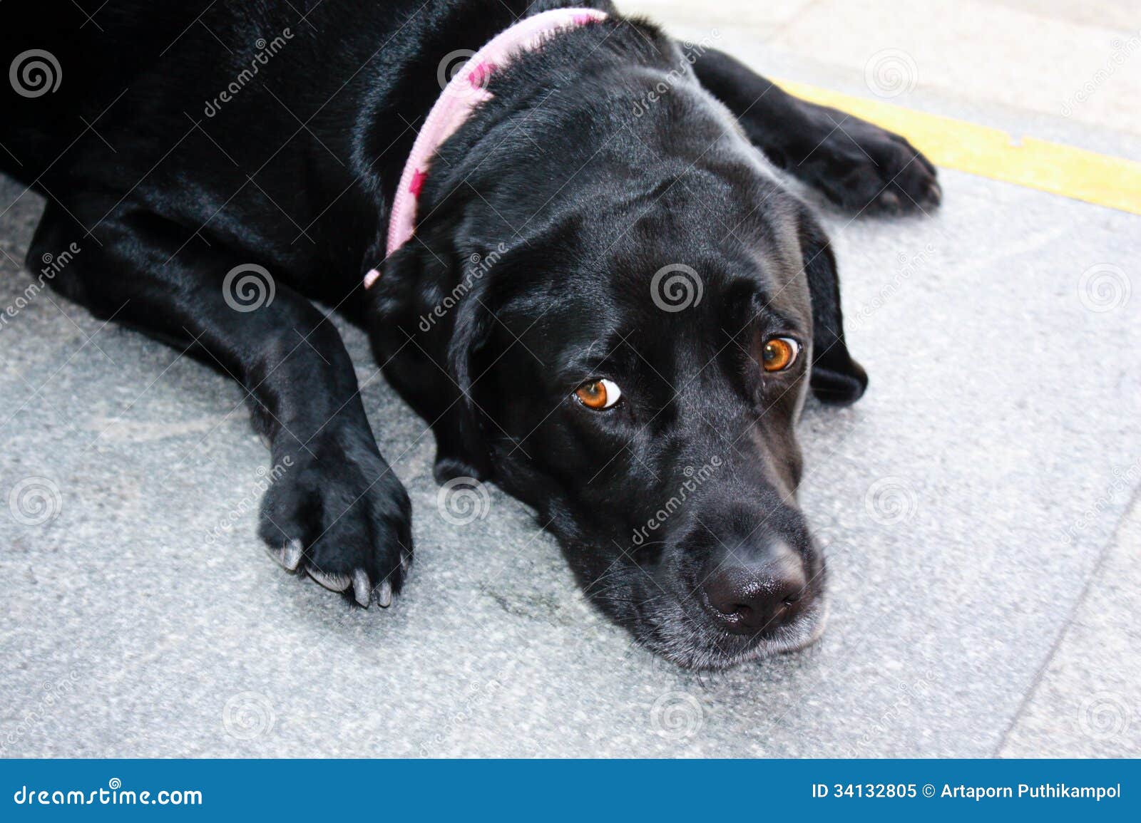 Black Dog Waiting for His Master Stock Image - Image of collar ...