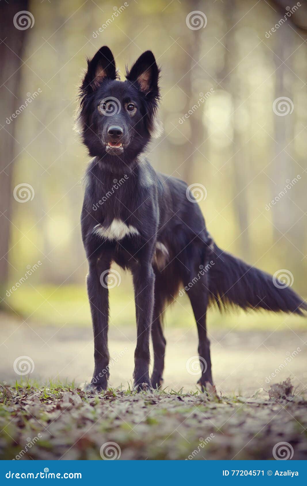 Black dog on walk stock image. Image of canine, pretty - 77204571