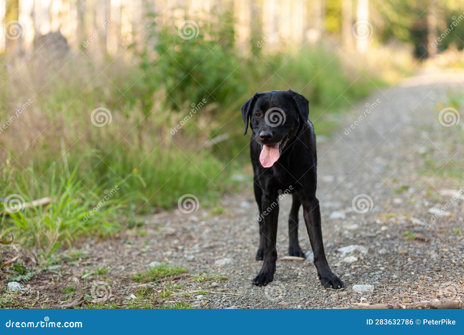 Black Dog on a Walk in the Woods in the Summer, Selective Focus Stock ...