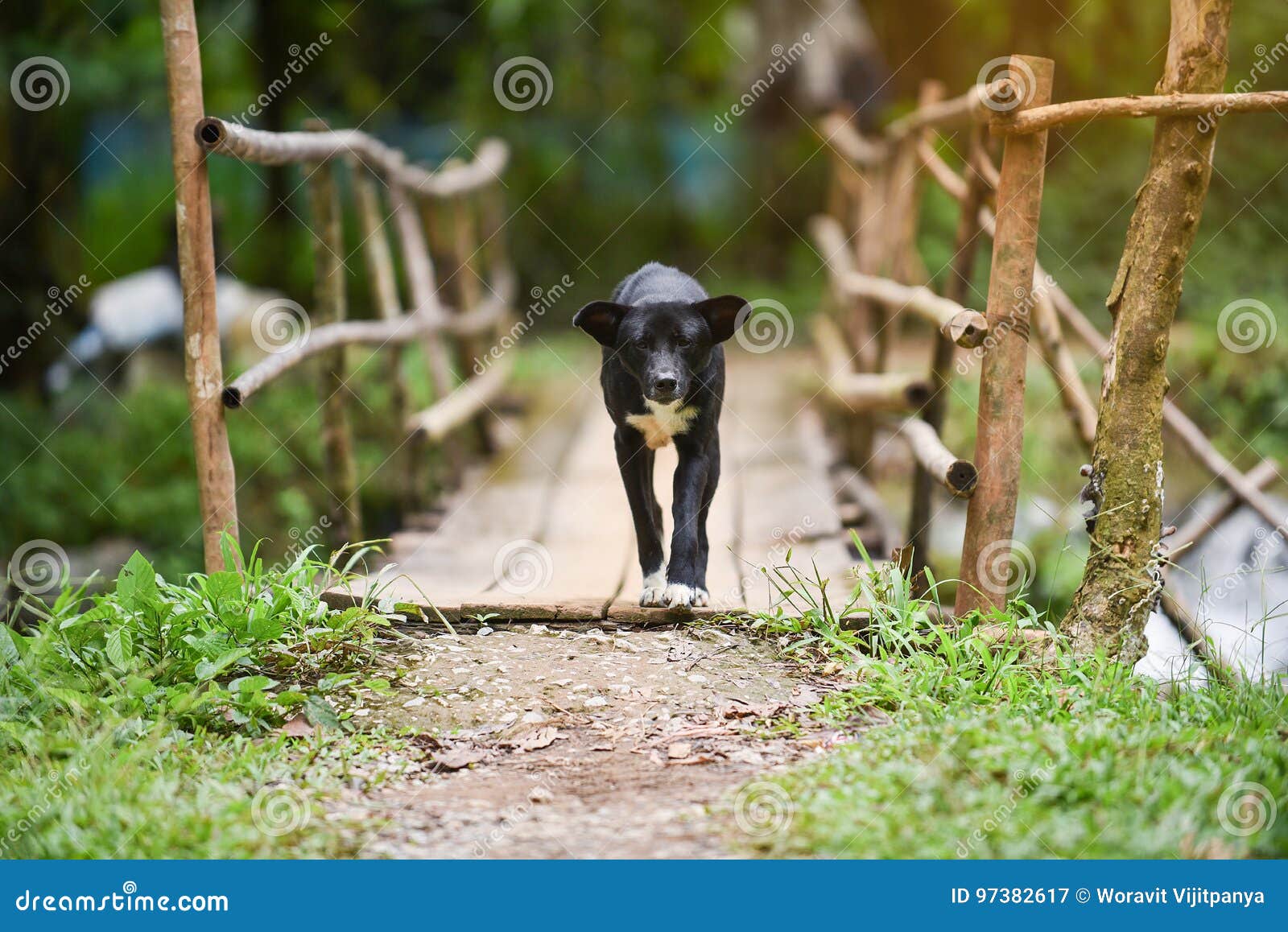 Black Dog Walking stock image. Image of bridgenn, purebred - 97382617