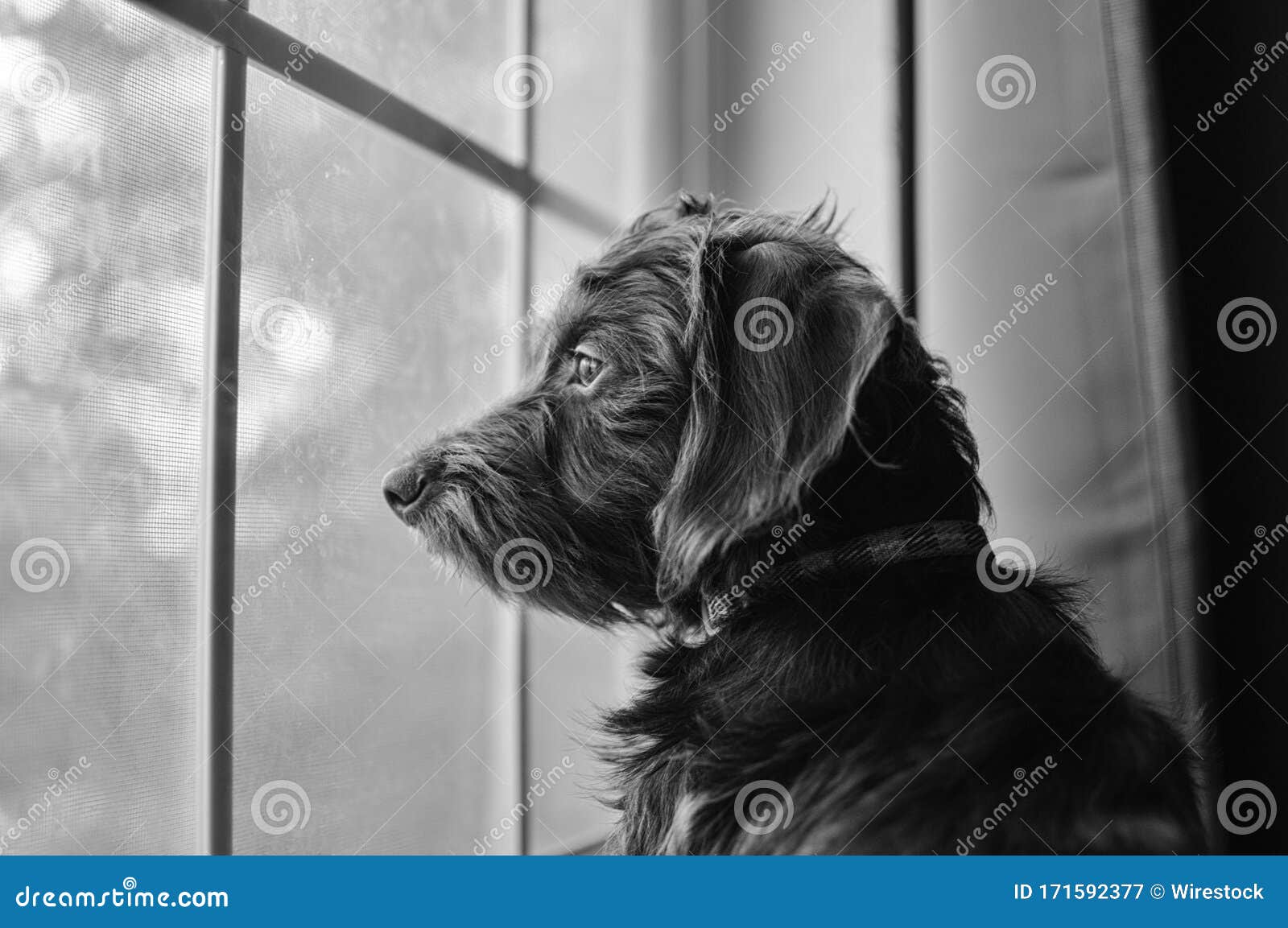 Black Dog Watching Out of a Glass Window Under Sunlight with a Blurry ...