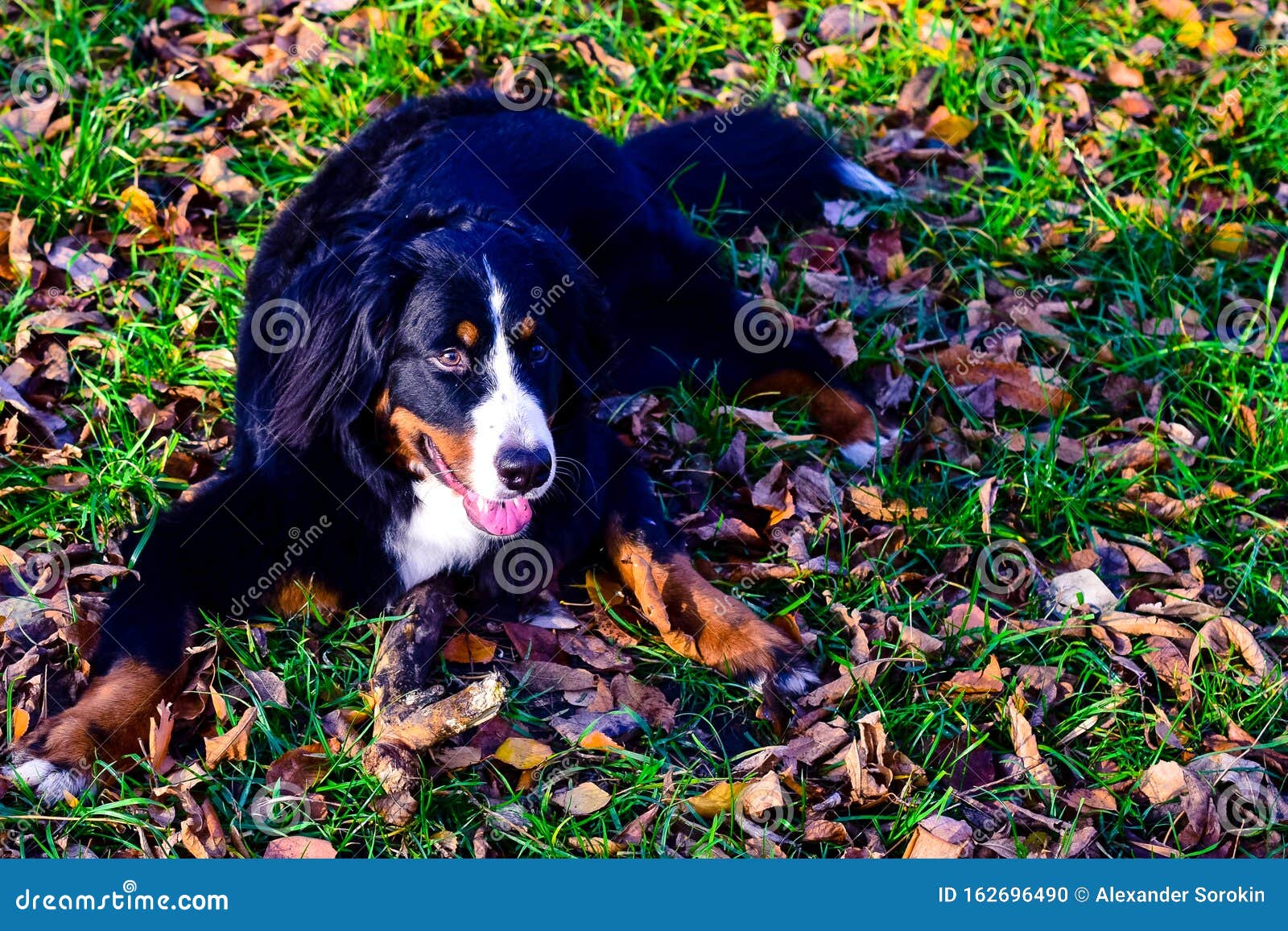 Black Dog with a White Nose and a White Neck Stock Photo - Image of ...