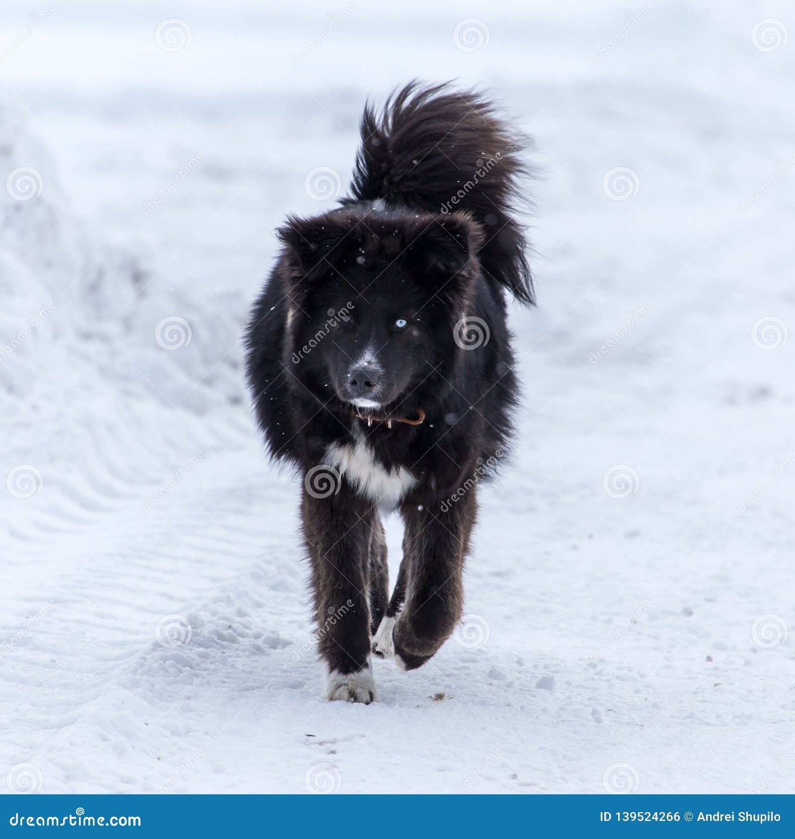 Black Dog on White Snow in Winter Stock Photo - Image of eyes, cute ...
