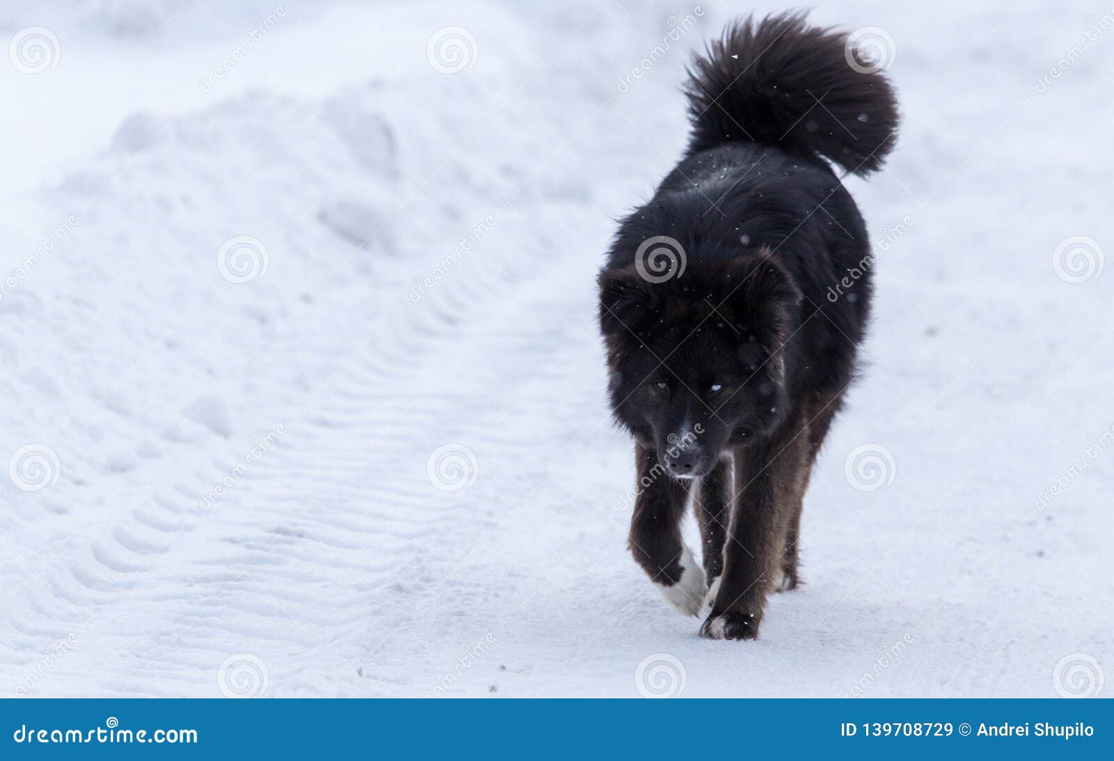 Black Dog on White Snow in Winter Stock Image - Image of labrador, play ...