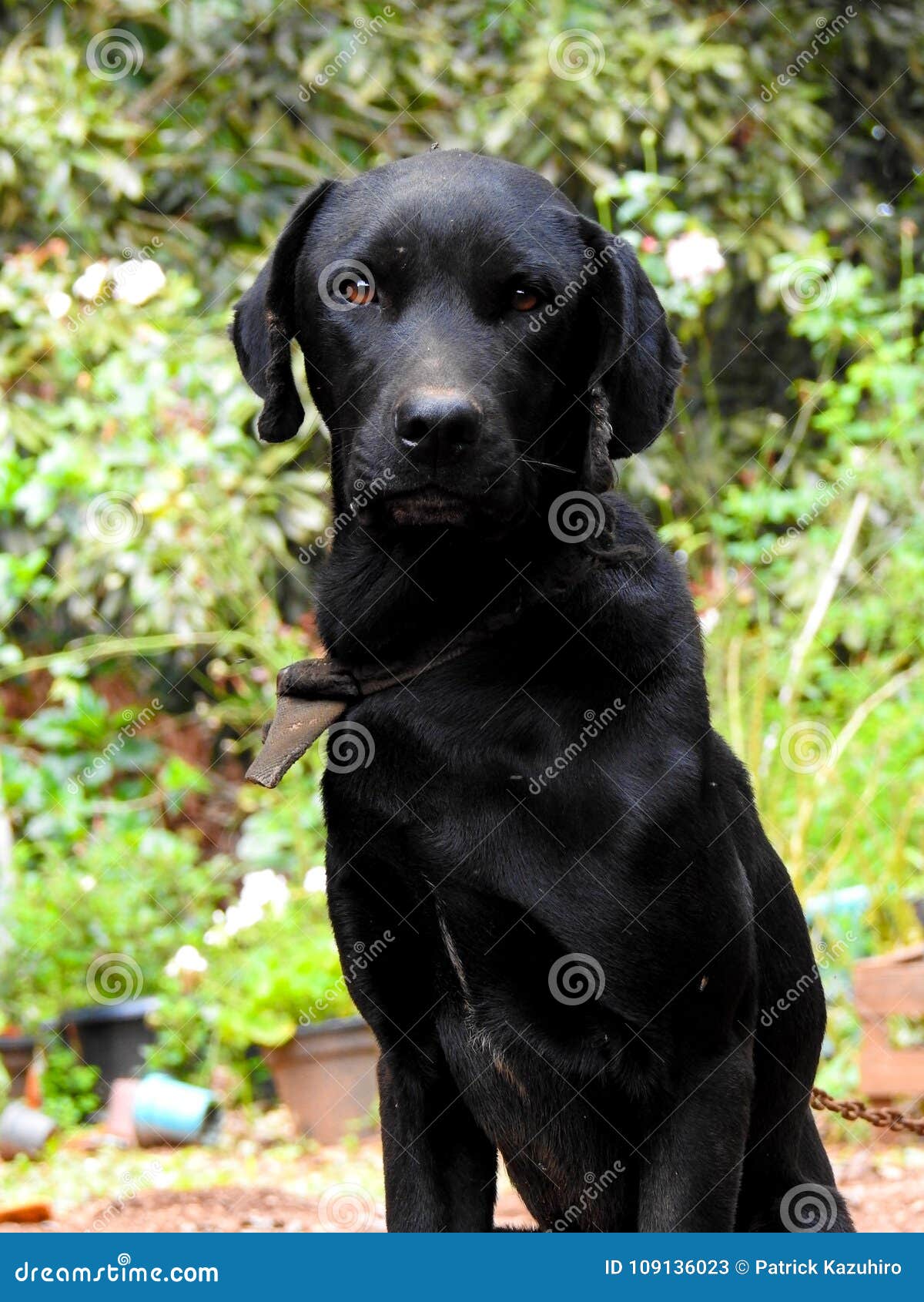 Black doggo stock image. Image of brazil, black, animals - 109136023