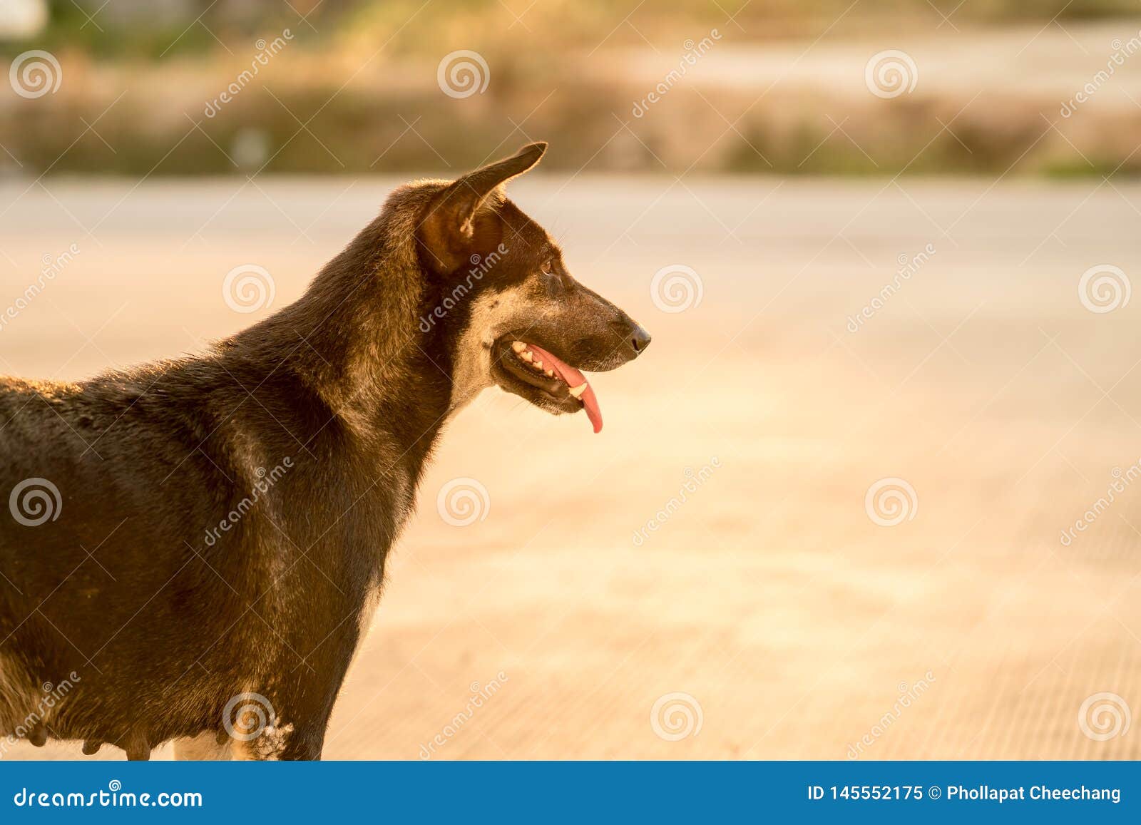 Two Dogs Stand In A Field Stock Image | CartoonDealer.com #21591403