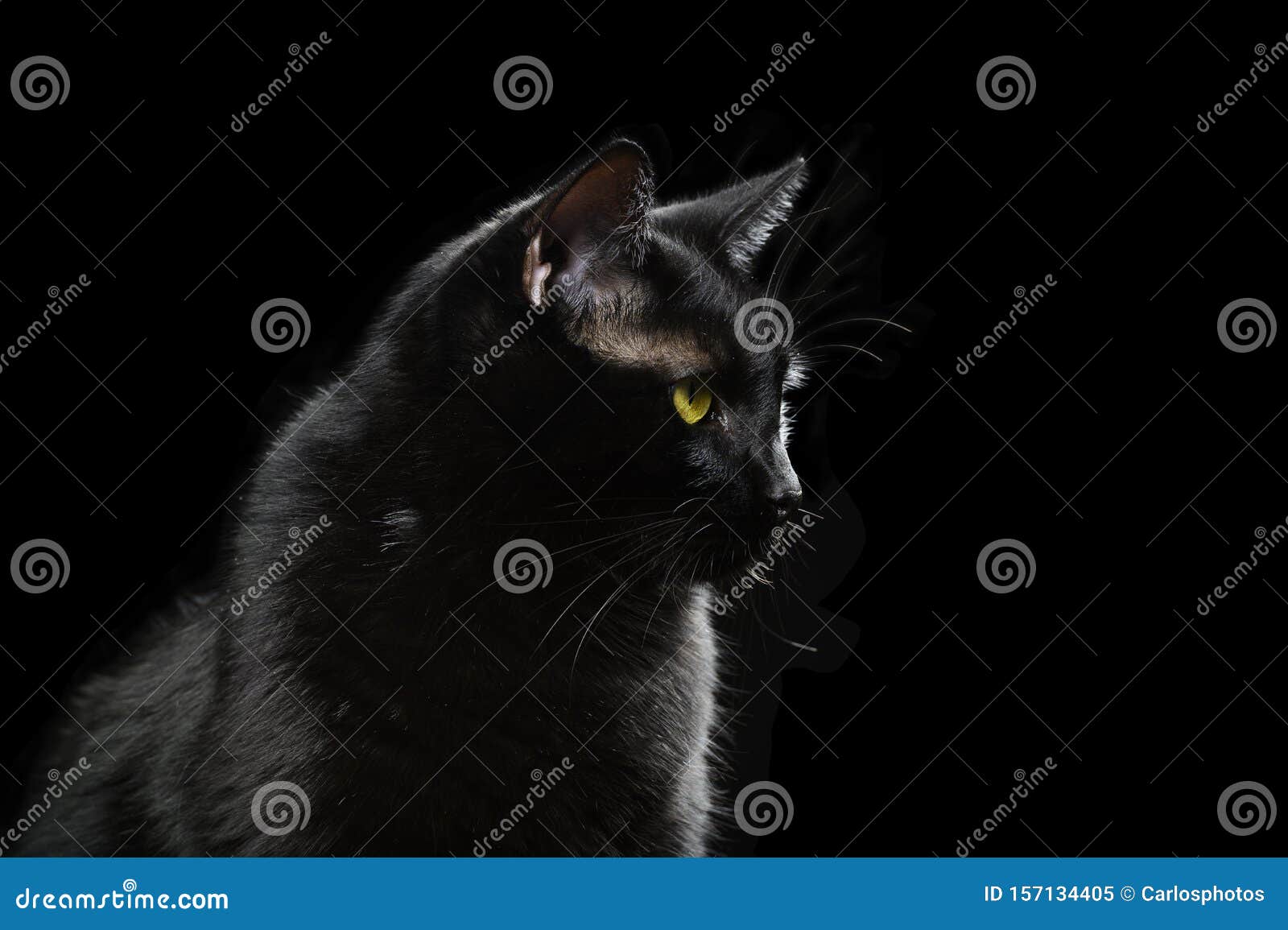 Black Domestic Cat Looking Forward Stock Image - Image of black ...